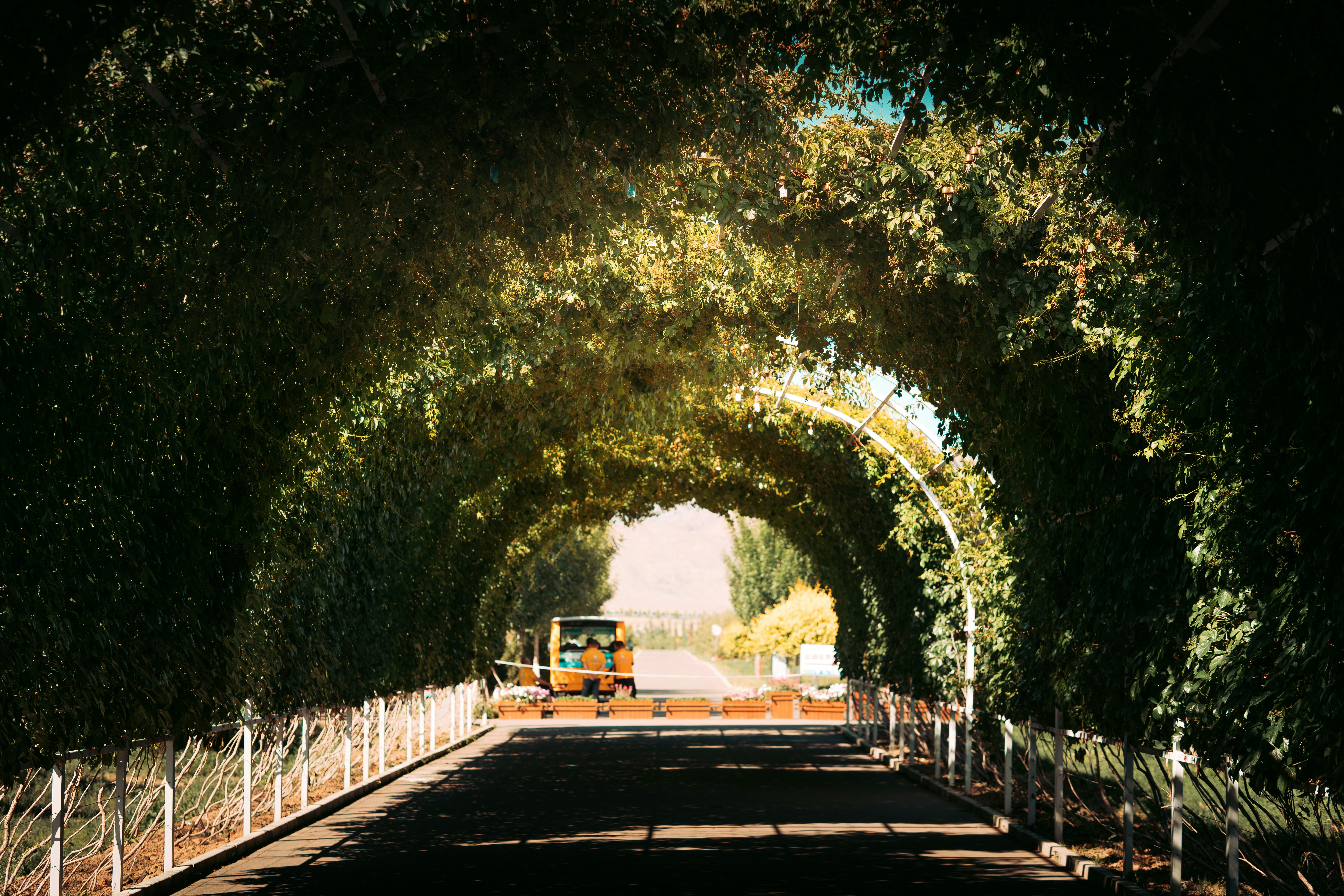 Through the Green Canopy: A Journey Ahead