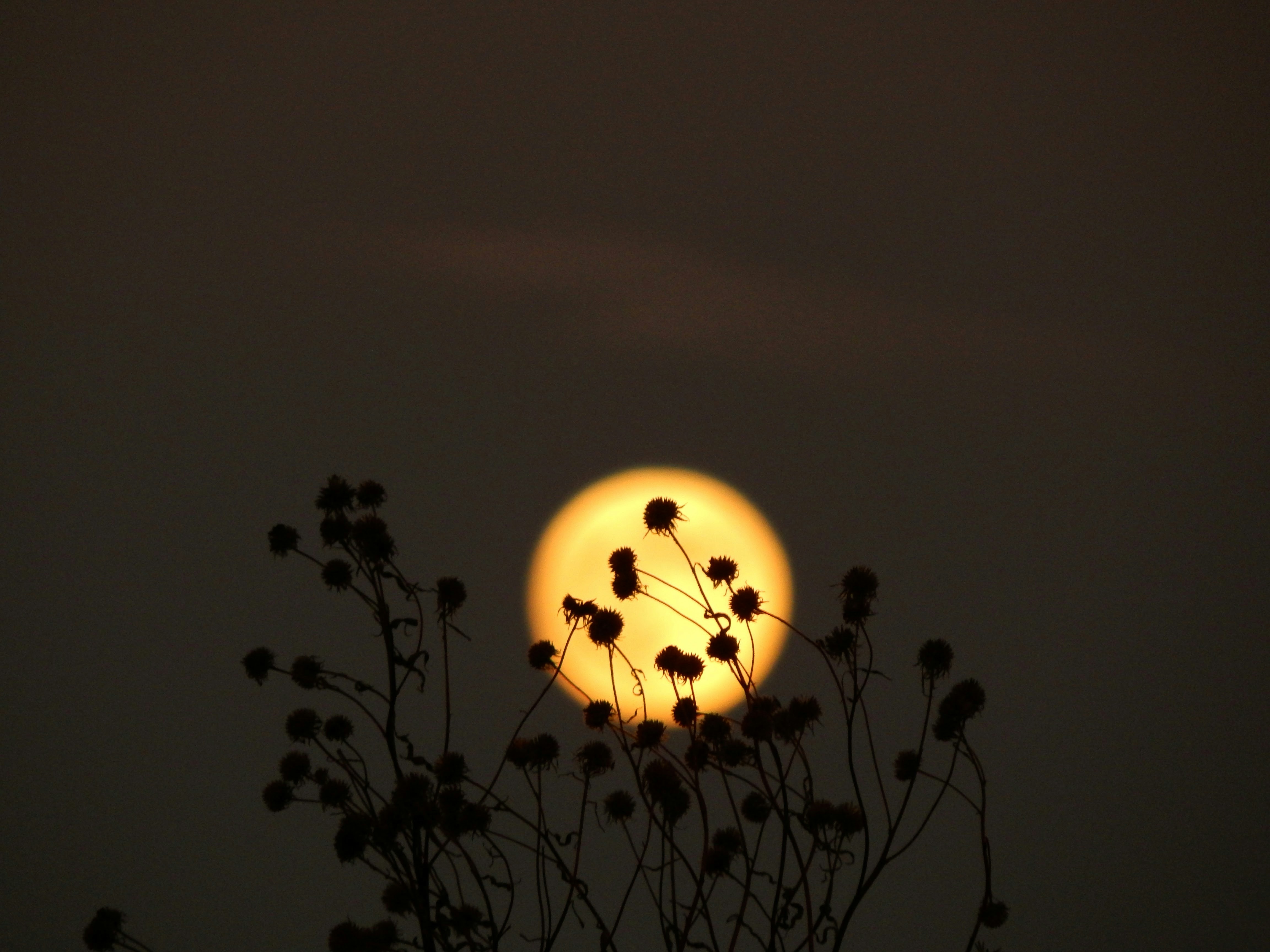 A full moon seen through the branches of a treeJosie Weiss