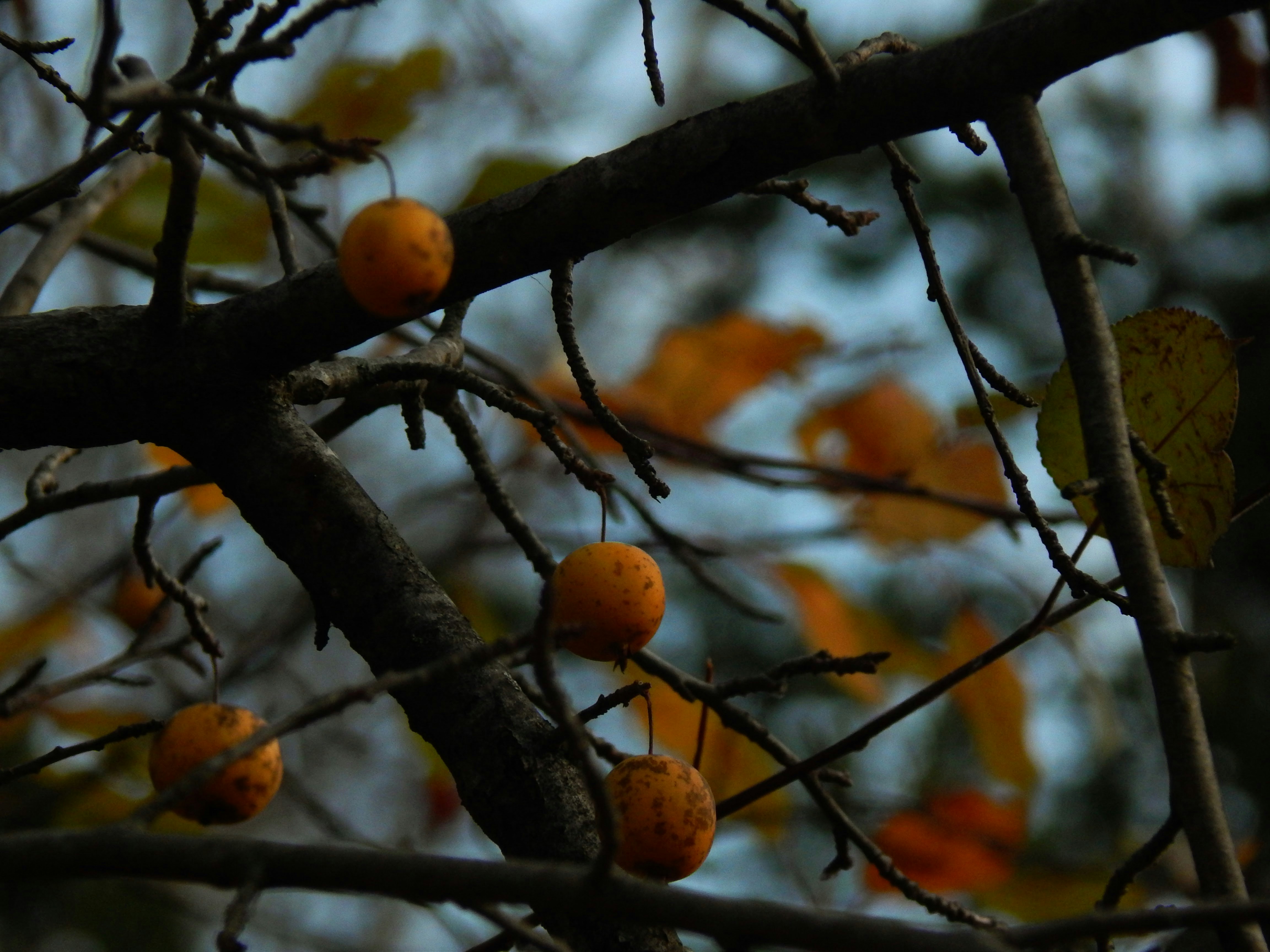 Orange Orbs Among Silent Branches Against a Blue Autumn Sky