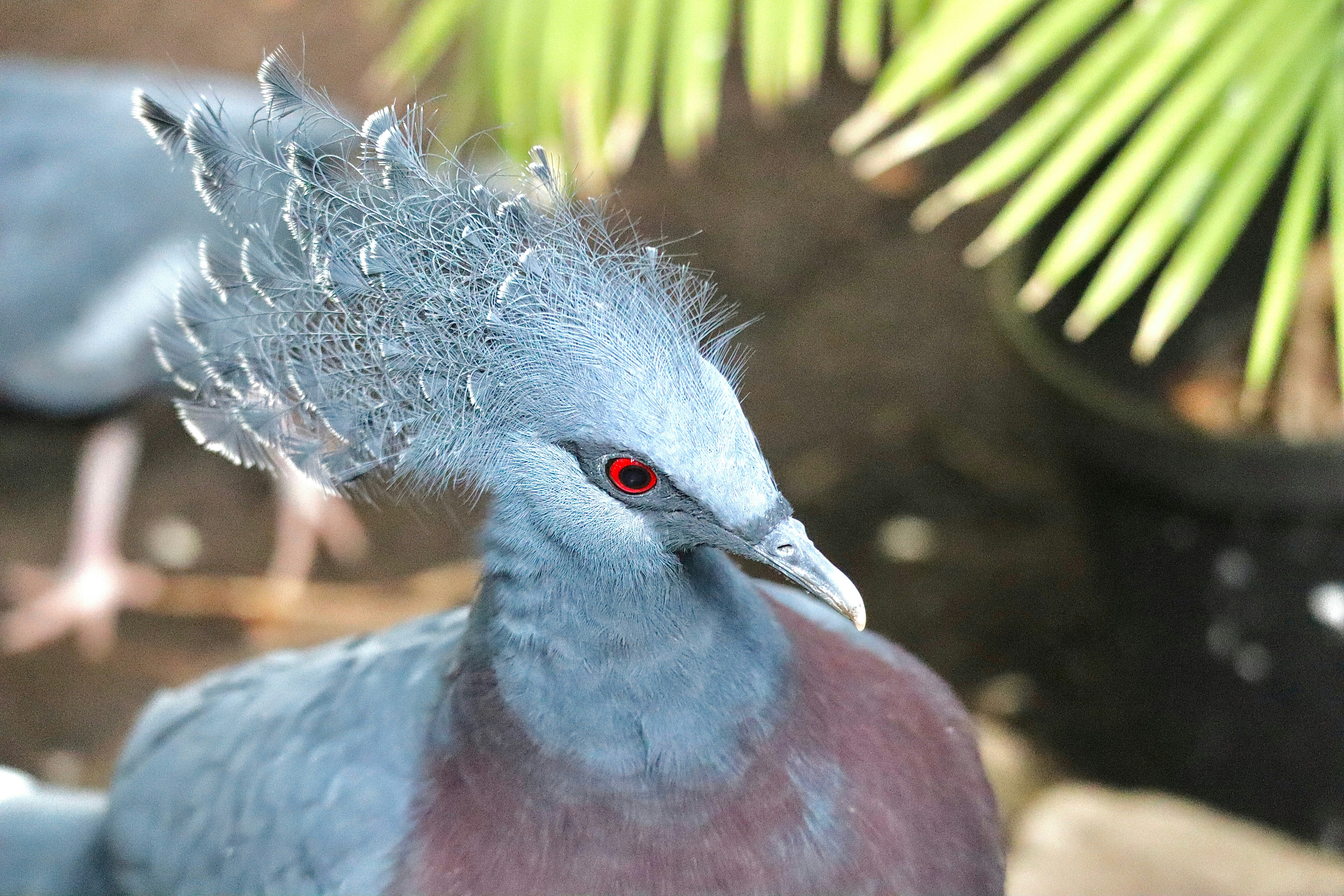 Azure Crest Under Palm Fronds: A Victoria Crowned Pigeon Portrait