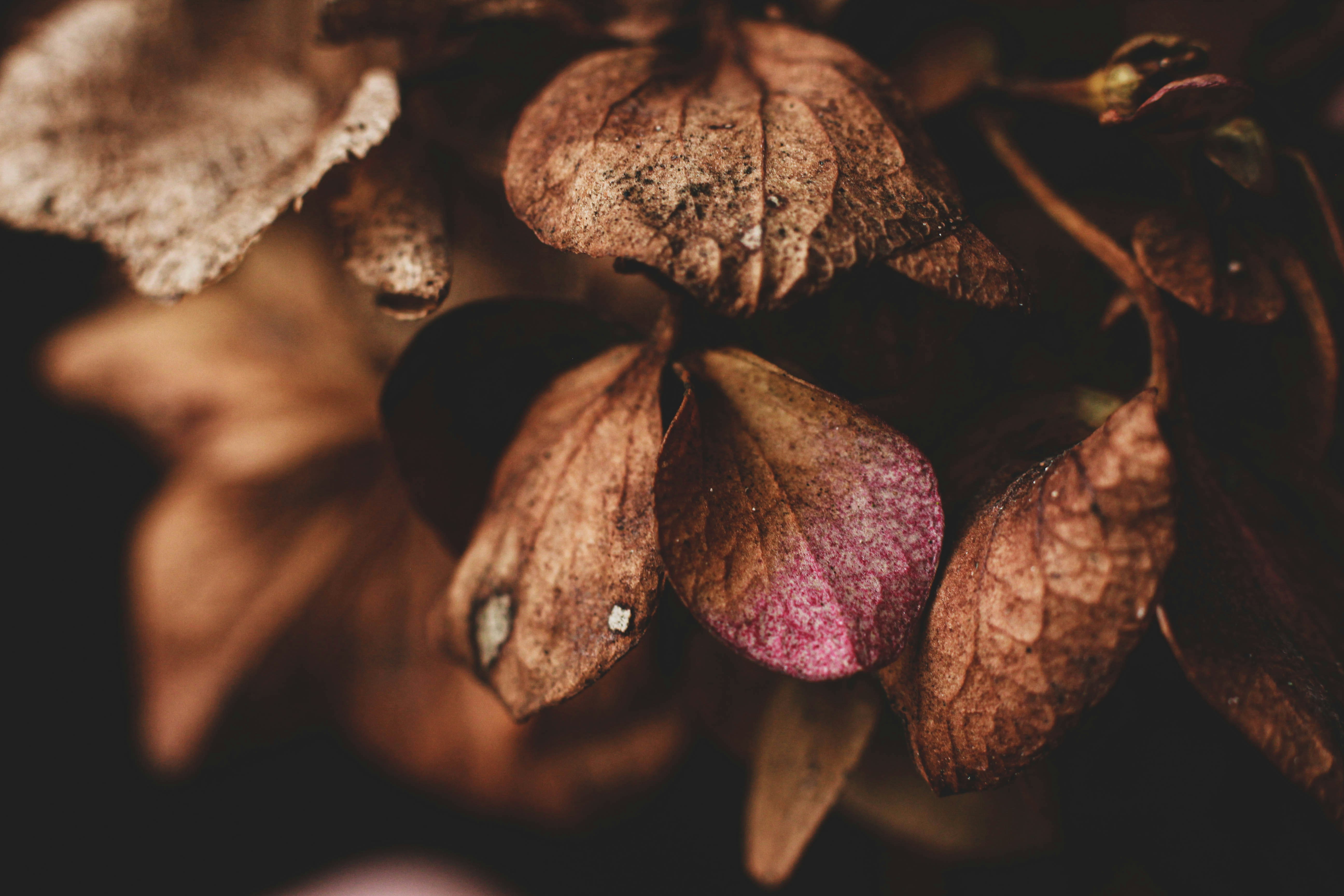 Dried leaves in various shades of brown and muted pink, showcasing the passage of time and seasonal change.