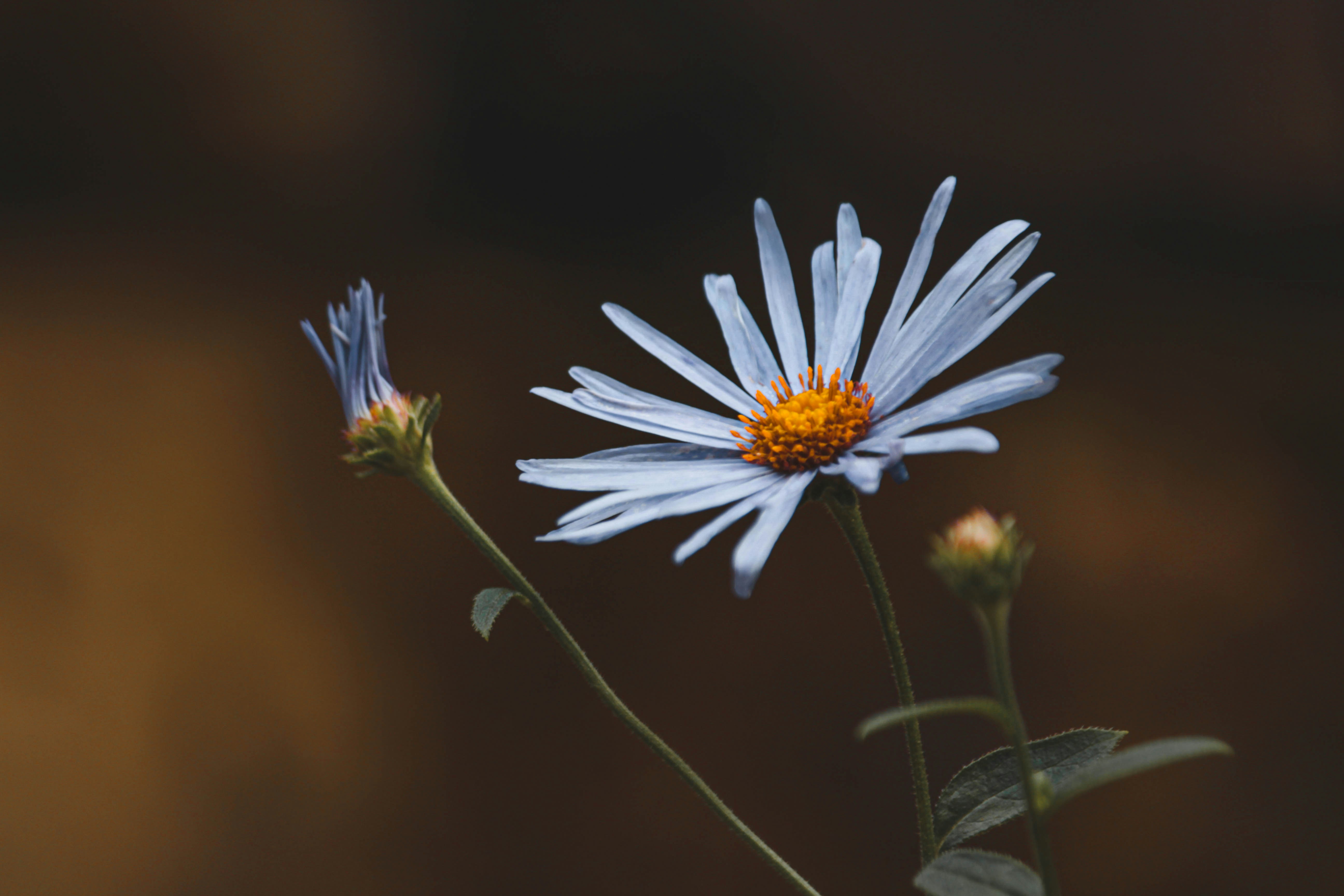 Whispers of the Meadow: A Floral Trio