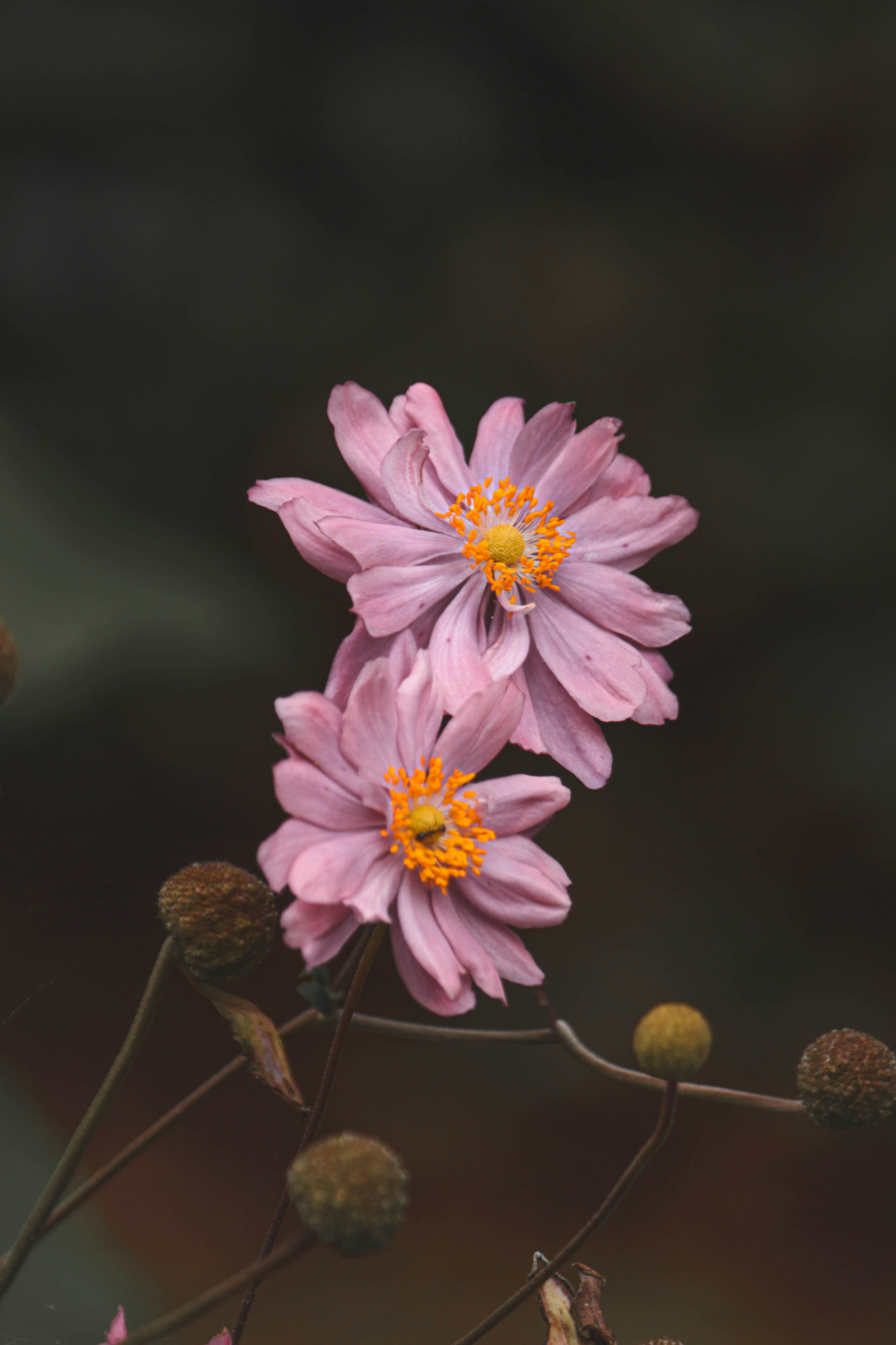 Two Pink Blooms Against a Velvet Backdrop