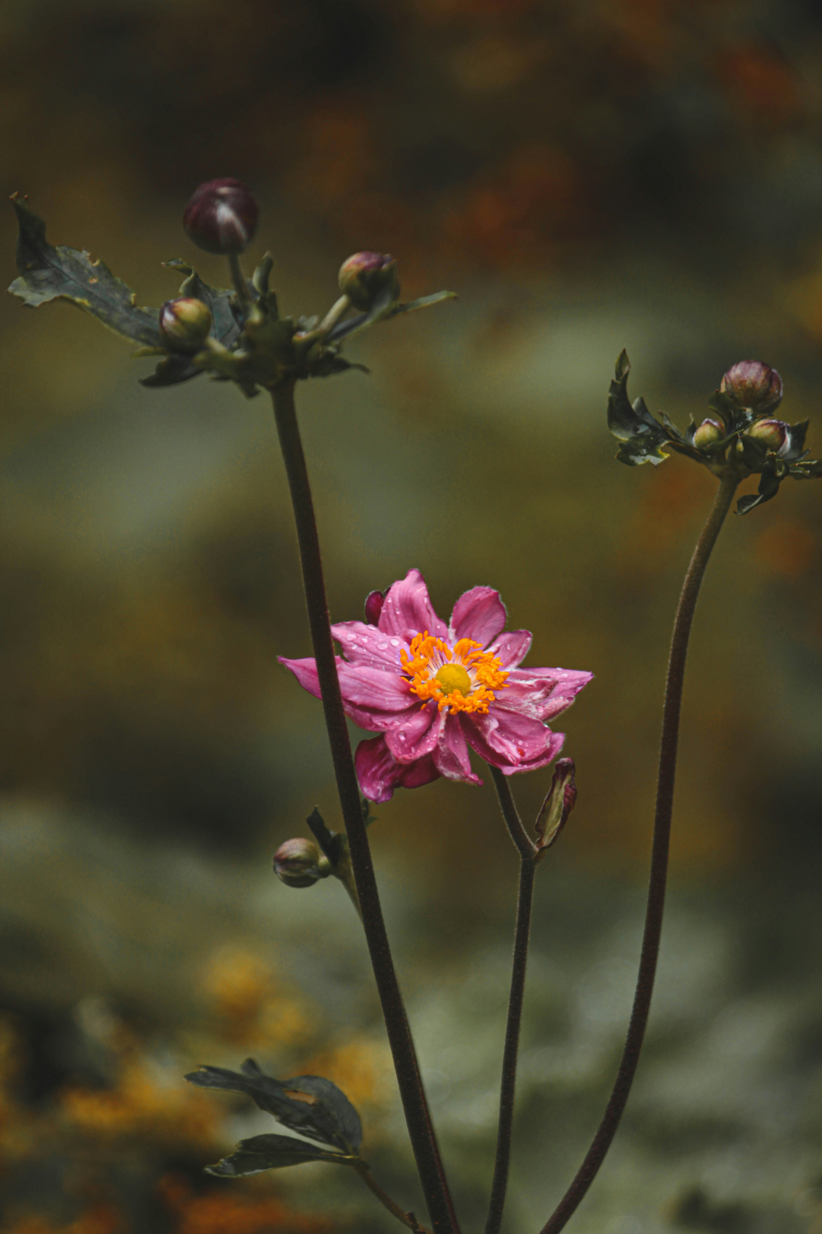 Pink Bloom in Velvet Bokeh: A Quiet Macro Moment
