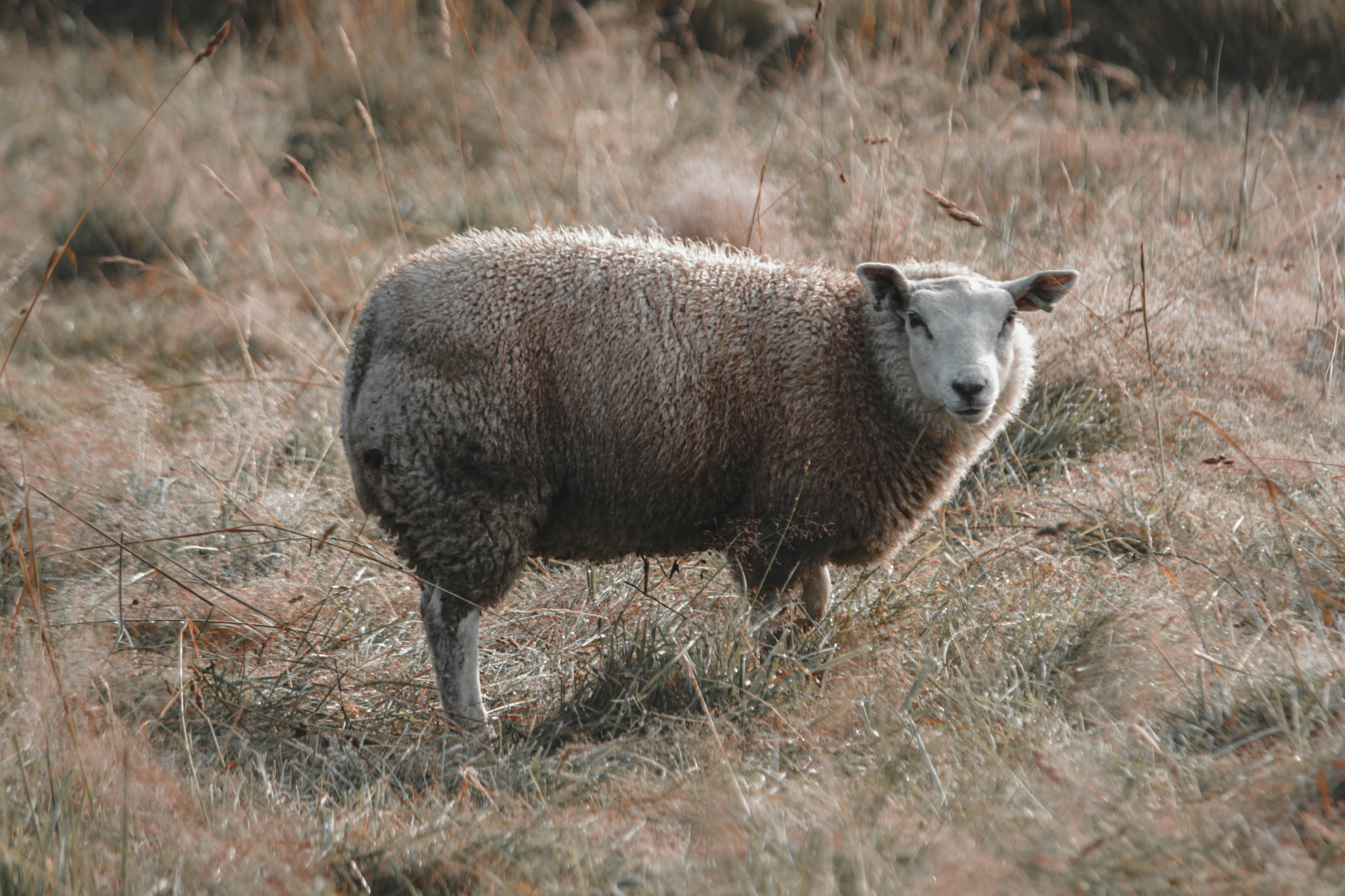 Rugged Solitude: A Sheep in a Dry Meadow