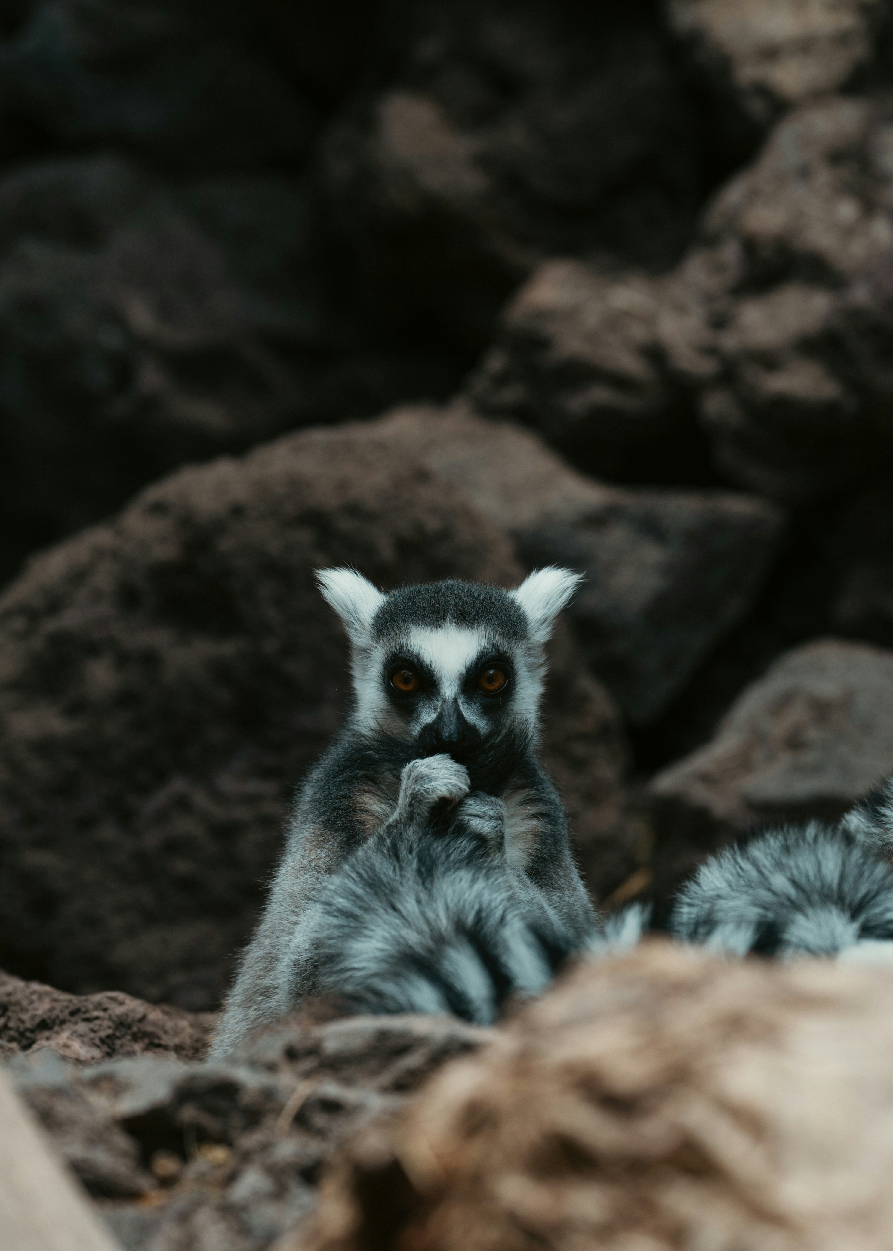 Stony Den Sentinel: A Lemur's Quiet, Curious Gaze