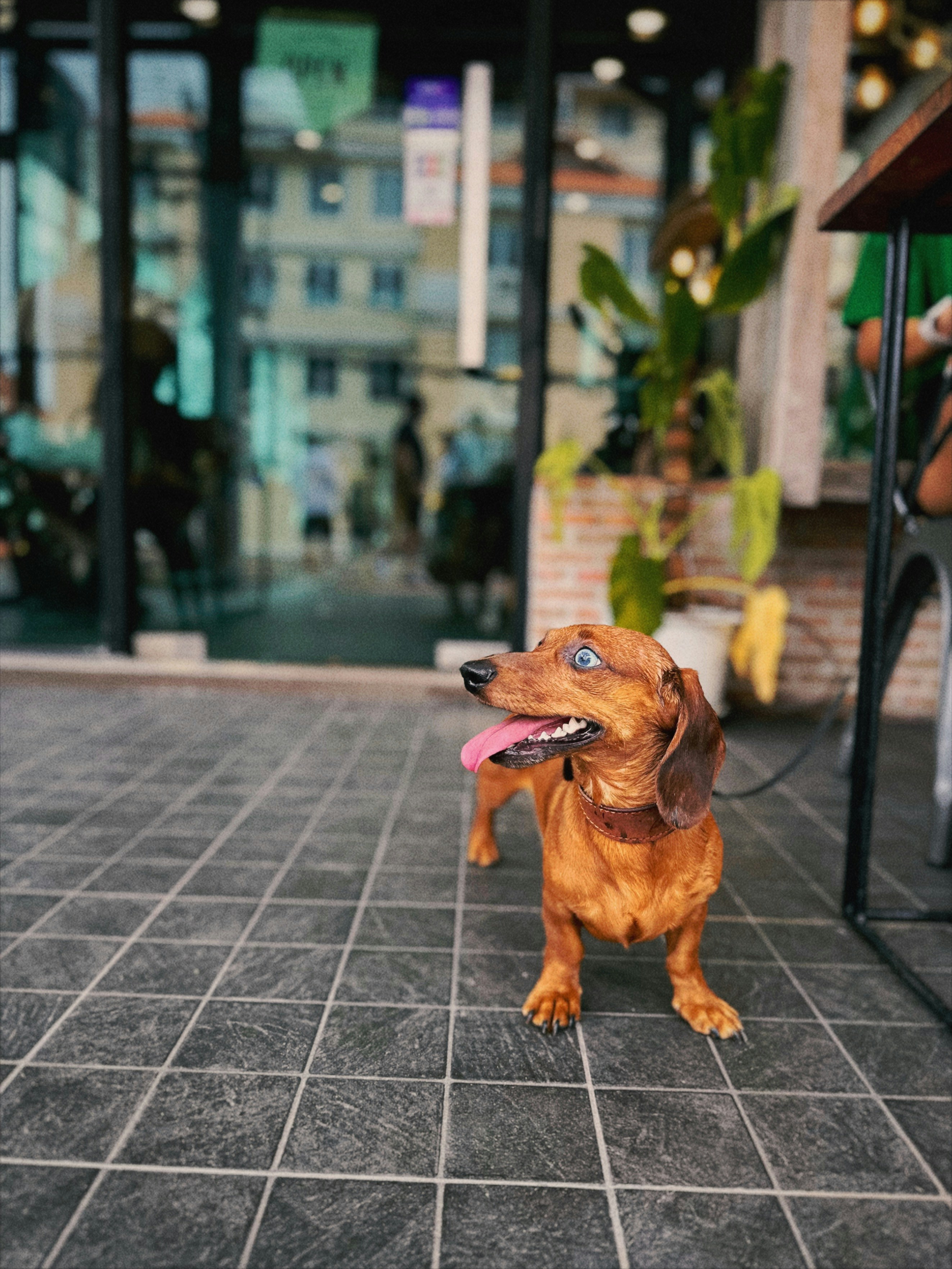 beautiful red dog of the dachshund breed, odd-eyed, cheerful