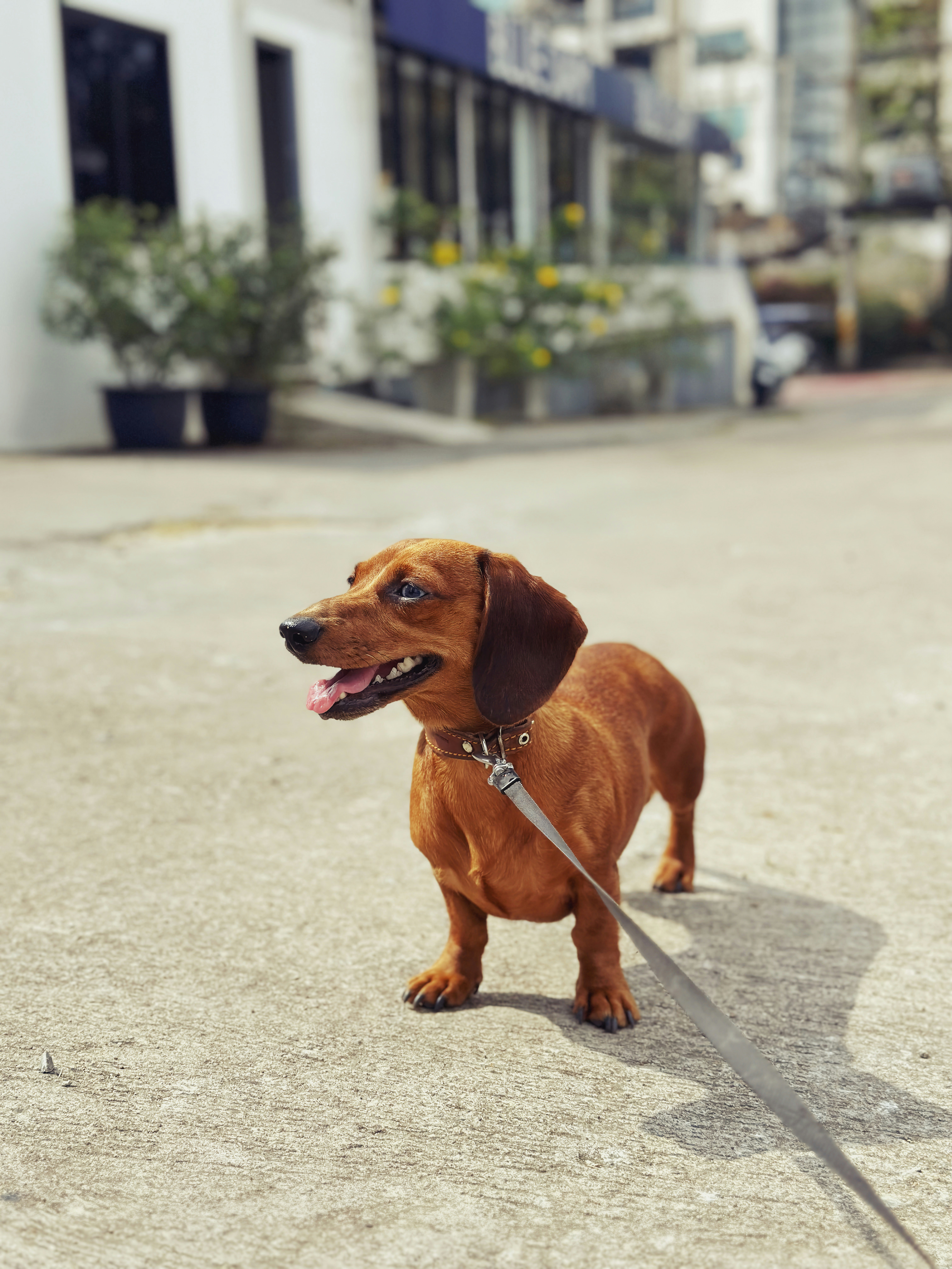 City-dwelling Dachshund Paws Through Sunshine on a Quiet Street