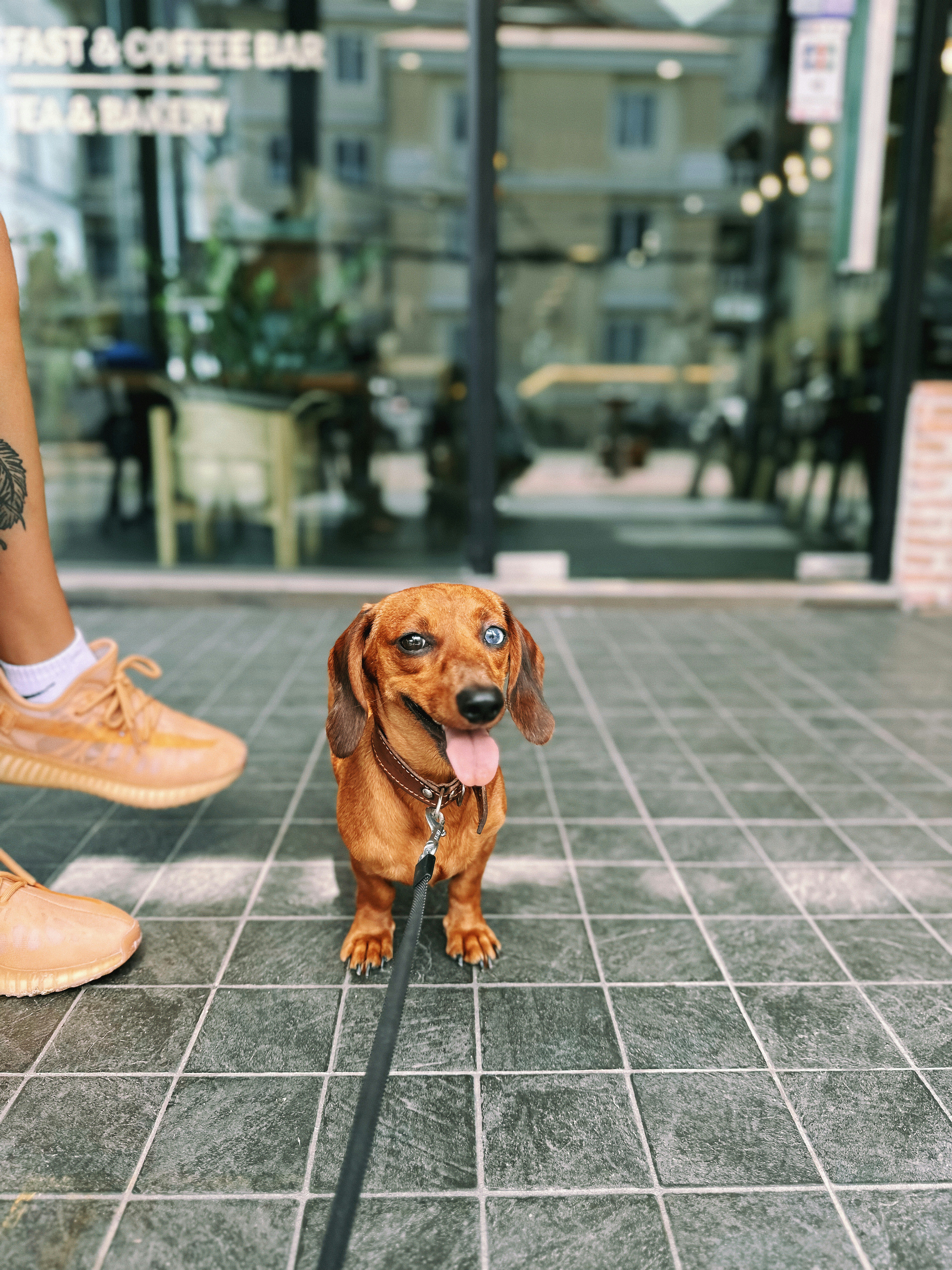 Dachshund at the Café Threshold: Leash on Tile, Glass Backdrop