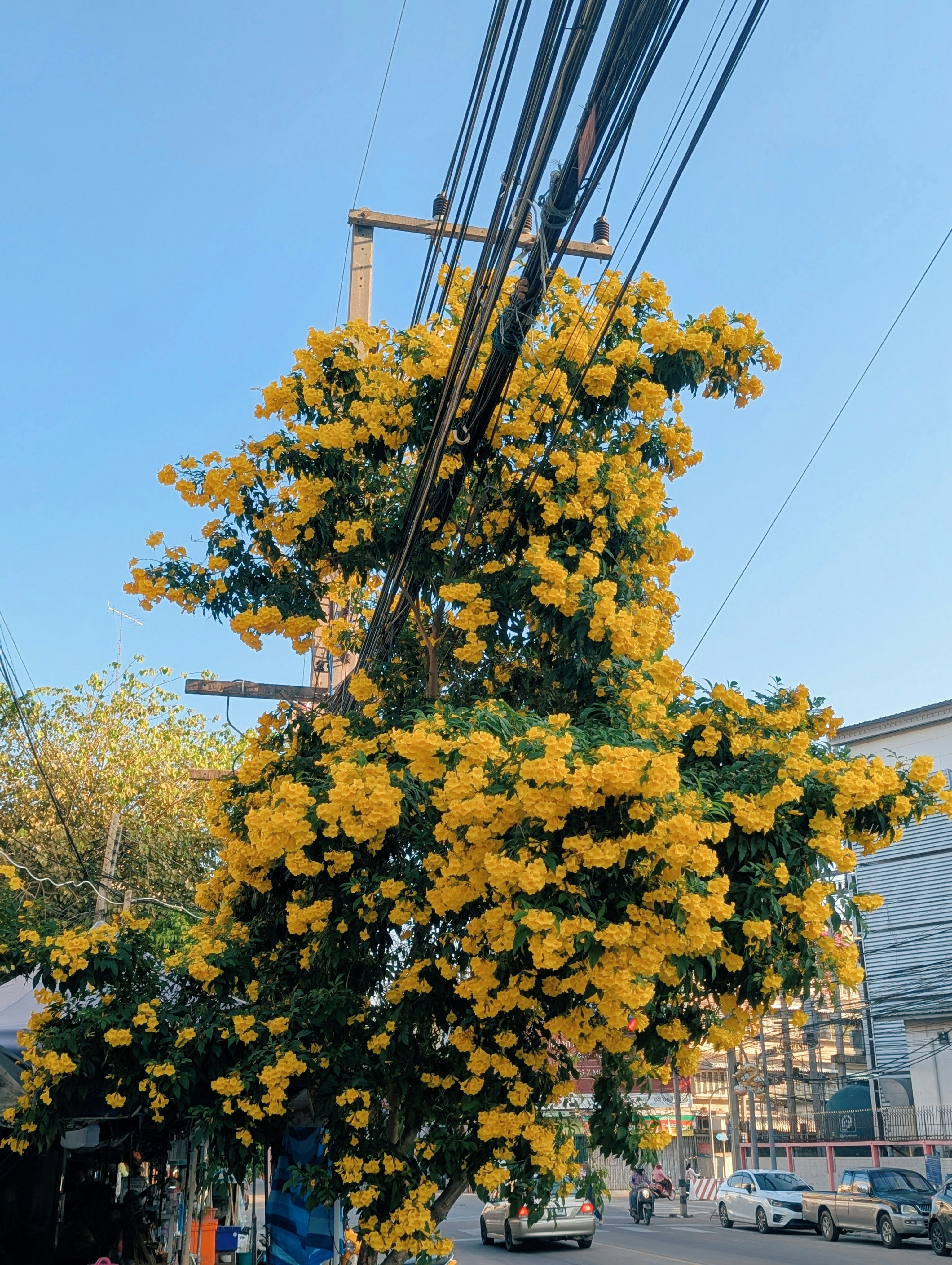 Canary Blossom Beneath the Power Lines