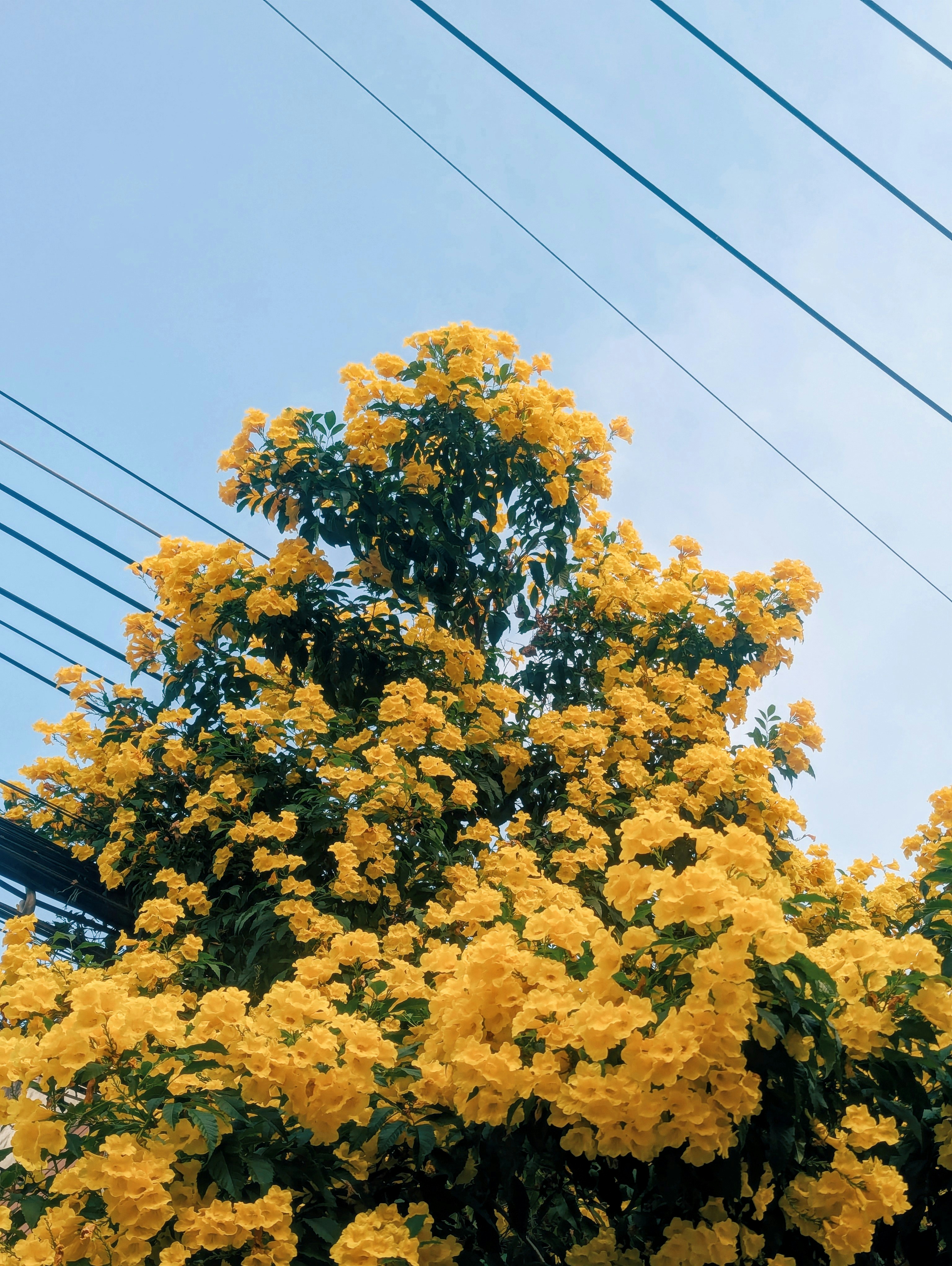 Sunlit Canary Blossoms Crown a City Tree Under Wires