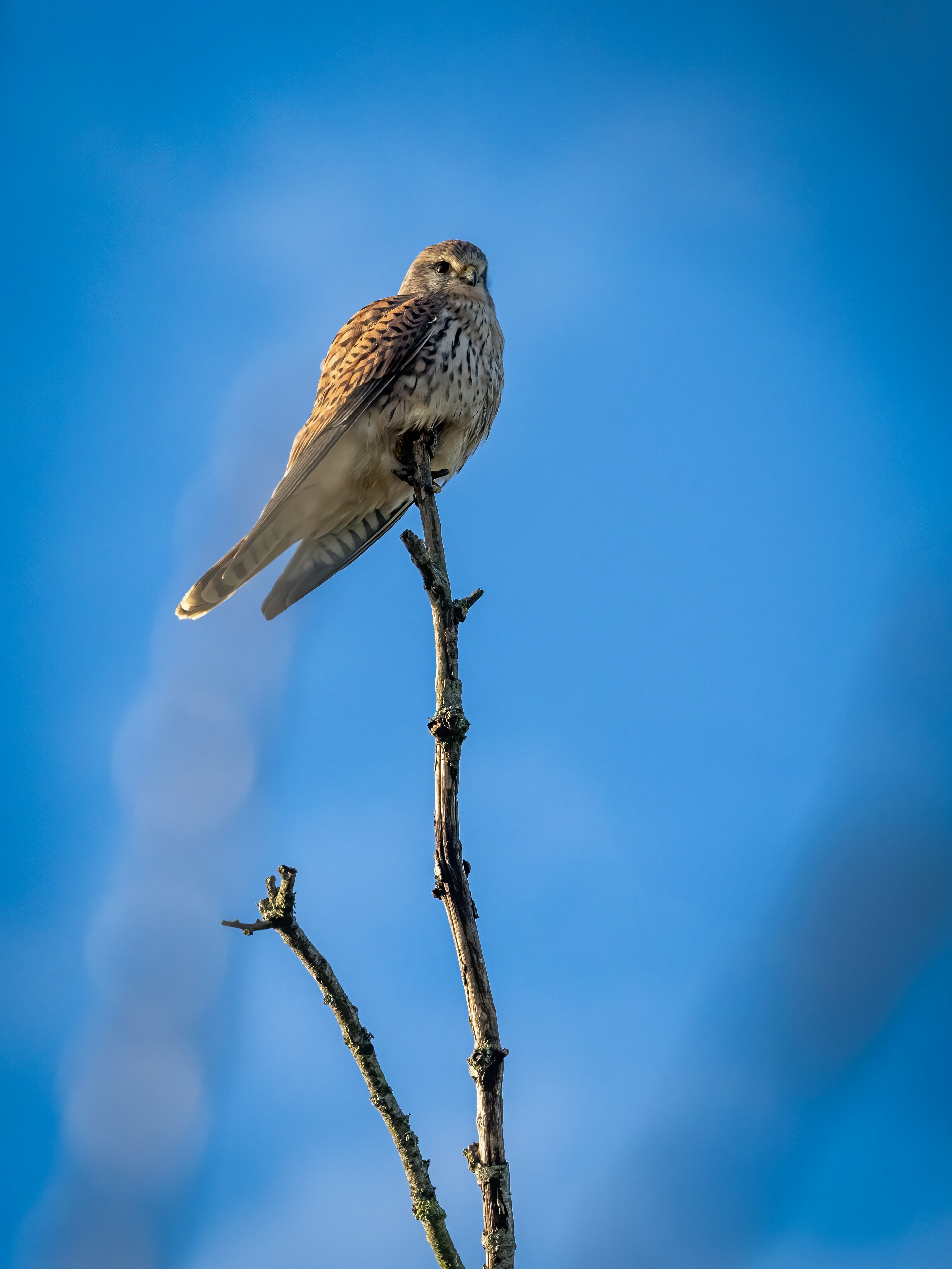 A bird sitting on top of a tree branch