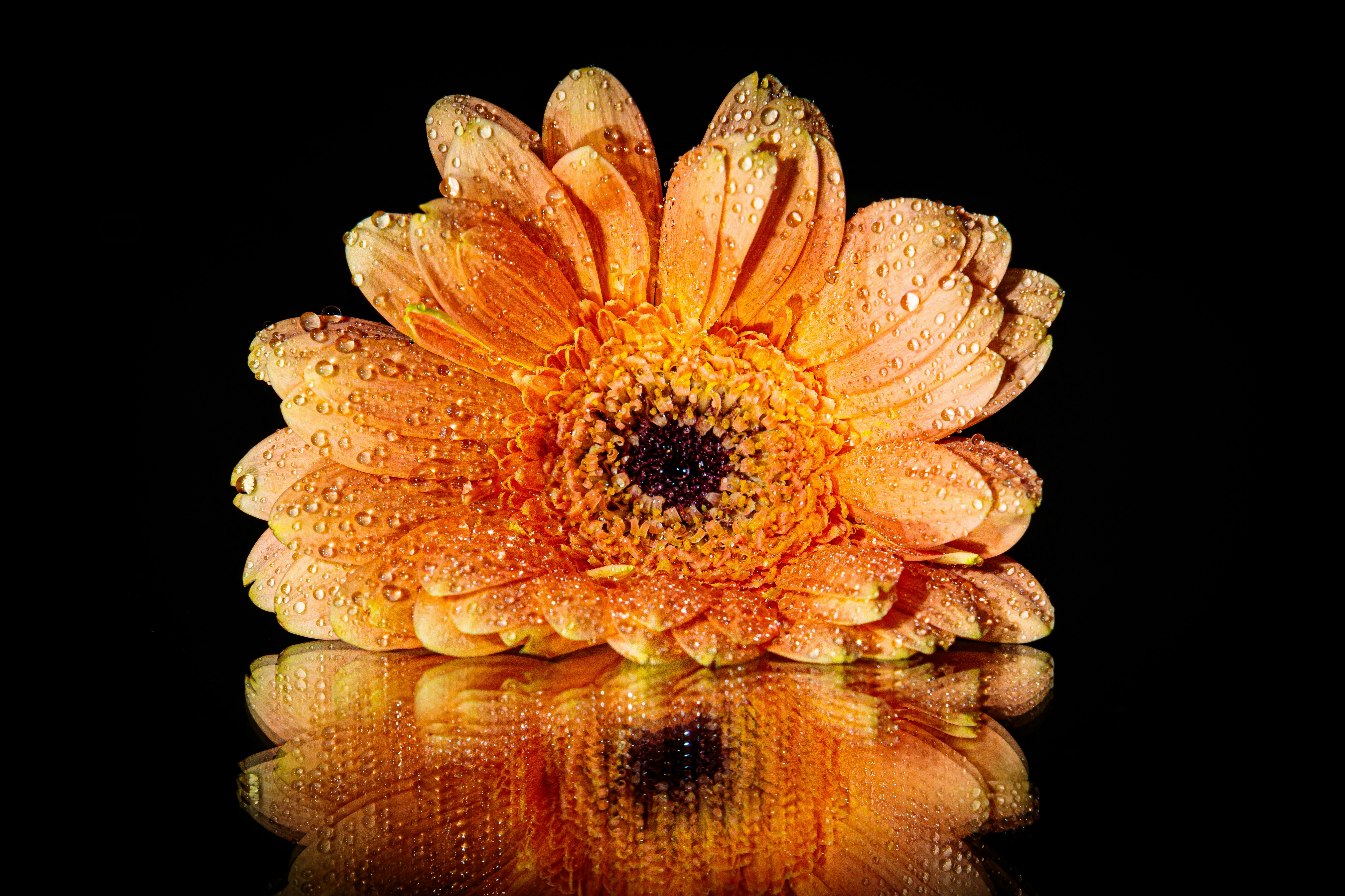 Dew-Kissed Orange Gerbera on a Midnight Mirror