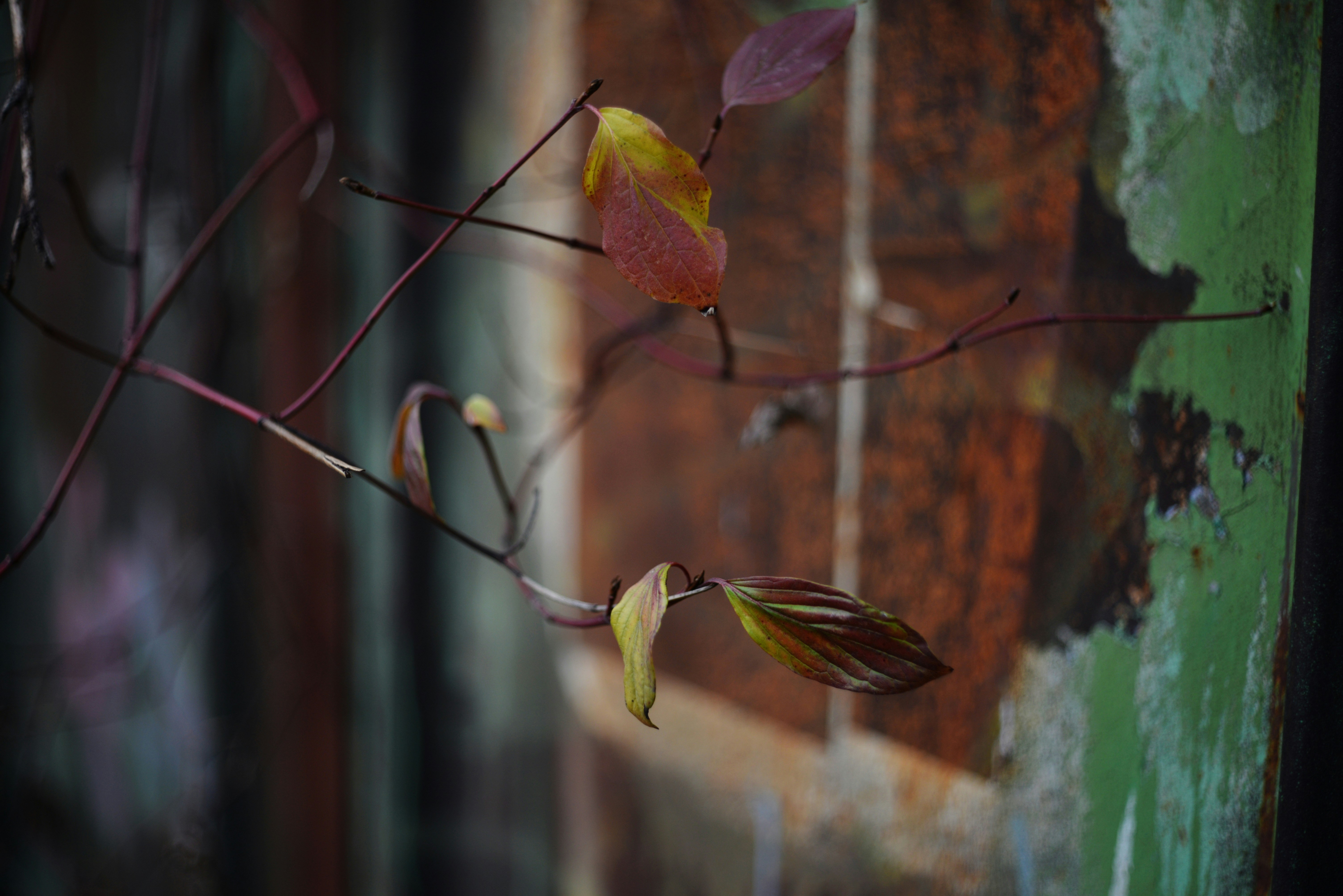 Ivy Threads on a Rusted Canvas