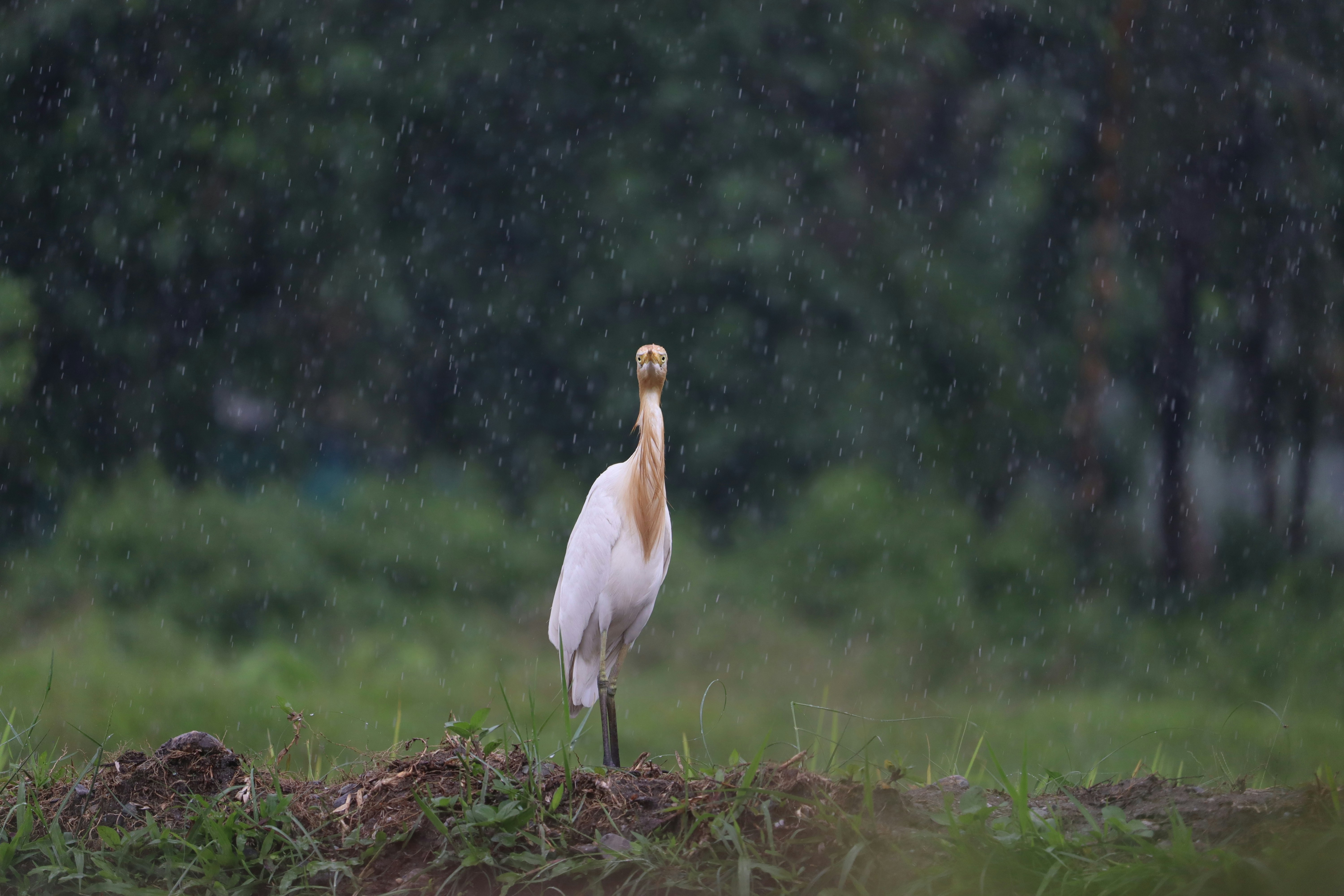 Crane Sentinel in Rain: Solo Bird Standing Amid Patchy Meadow