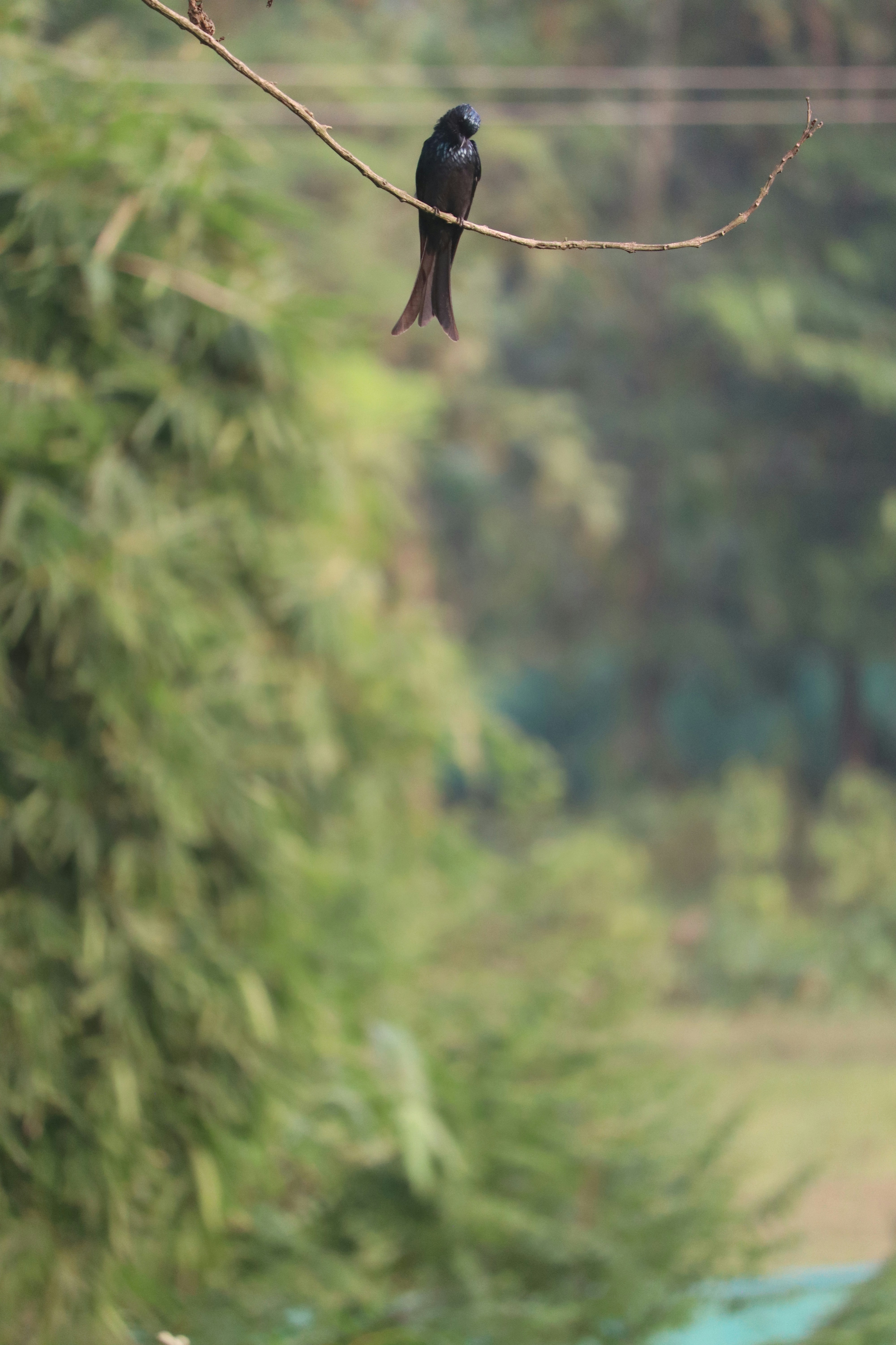 Perched in the Green Quiet: A Tiny Black Bird on a Bare Branch