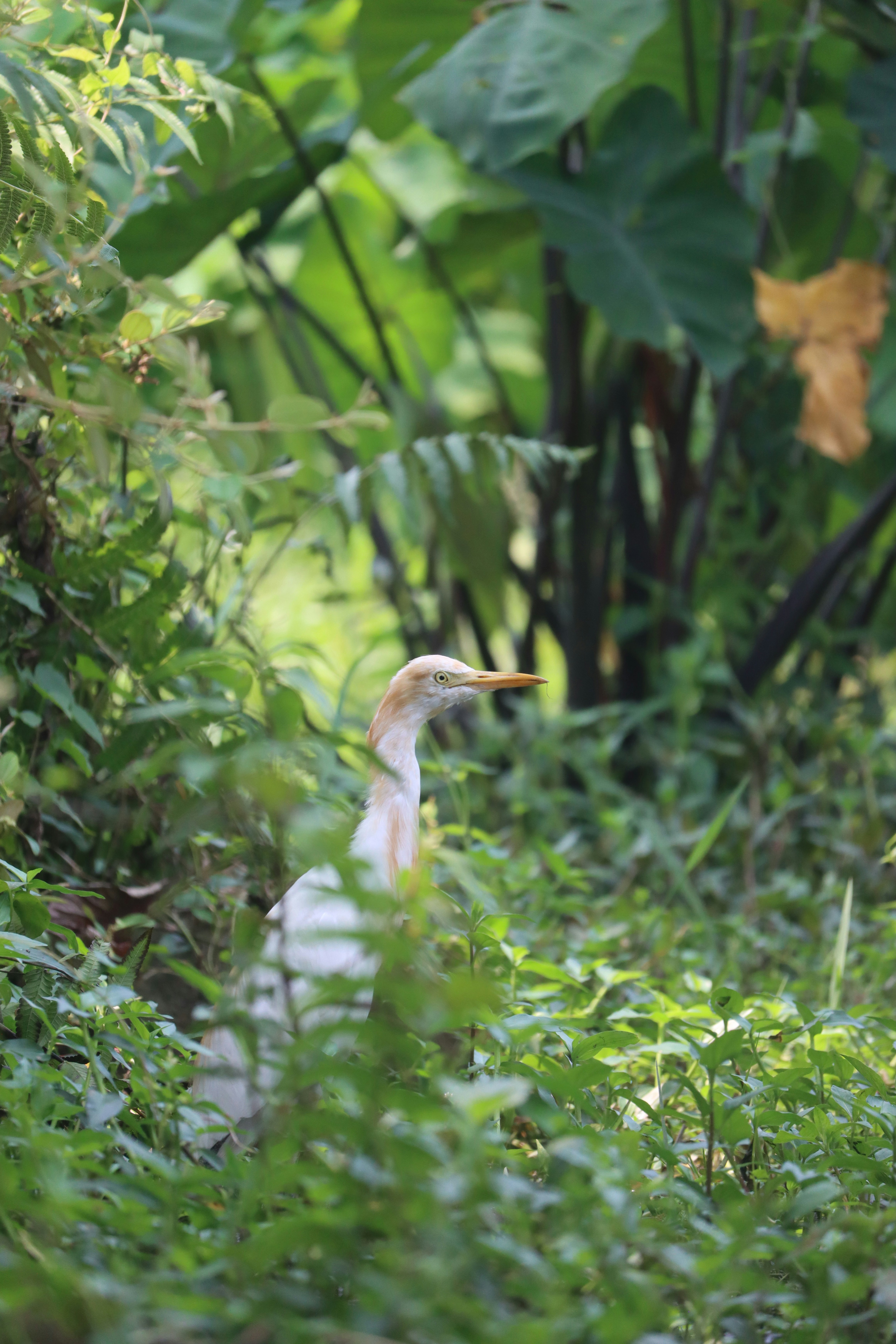 Silent Heron in a Green Thicket
