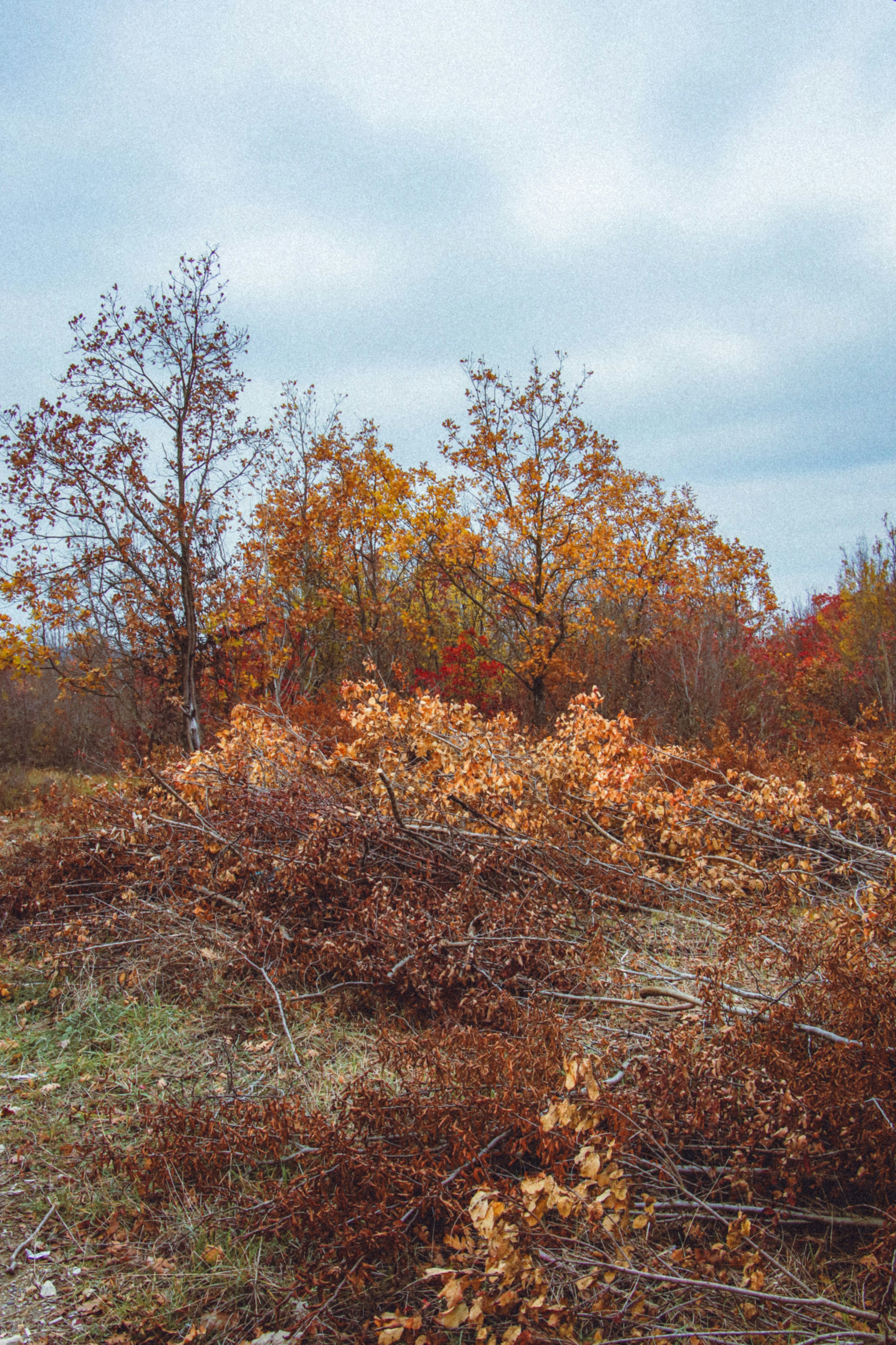 Autumn Woodland Cascade: Twigs and Treetops in Soft Light