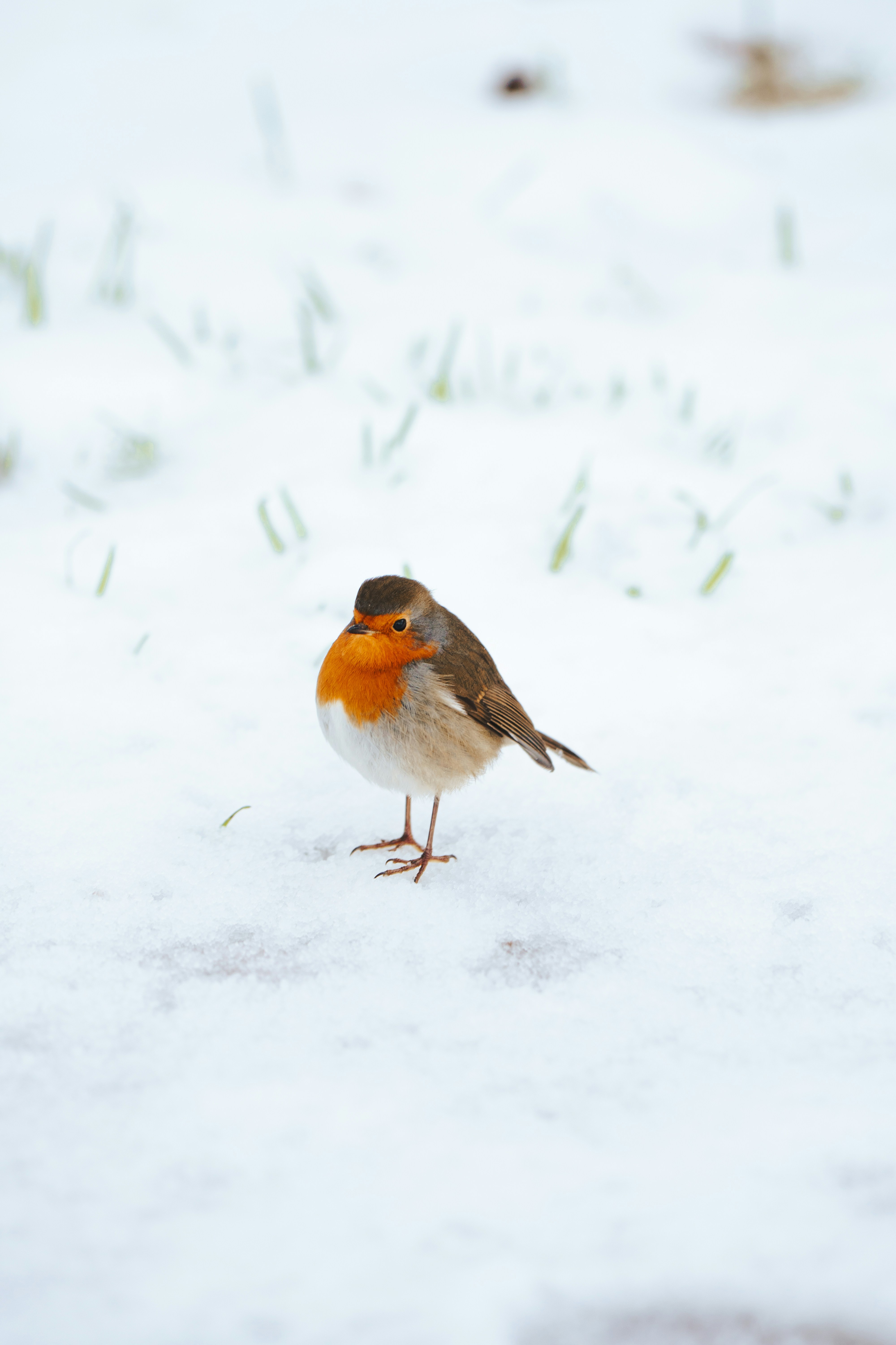 Winter's Red-Breast on the White Stage