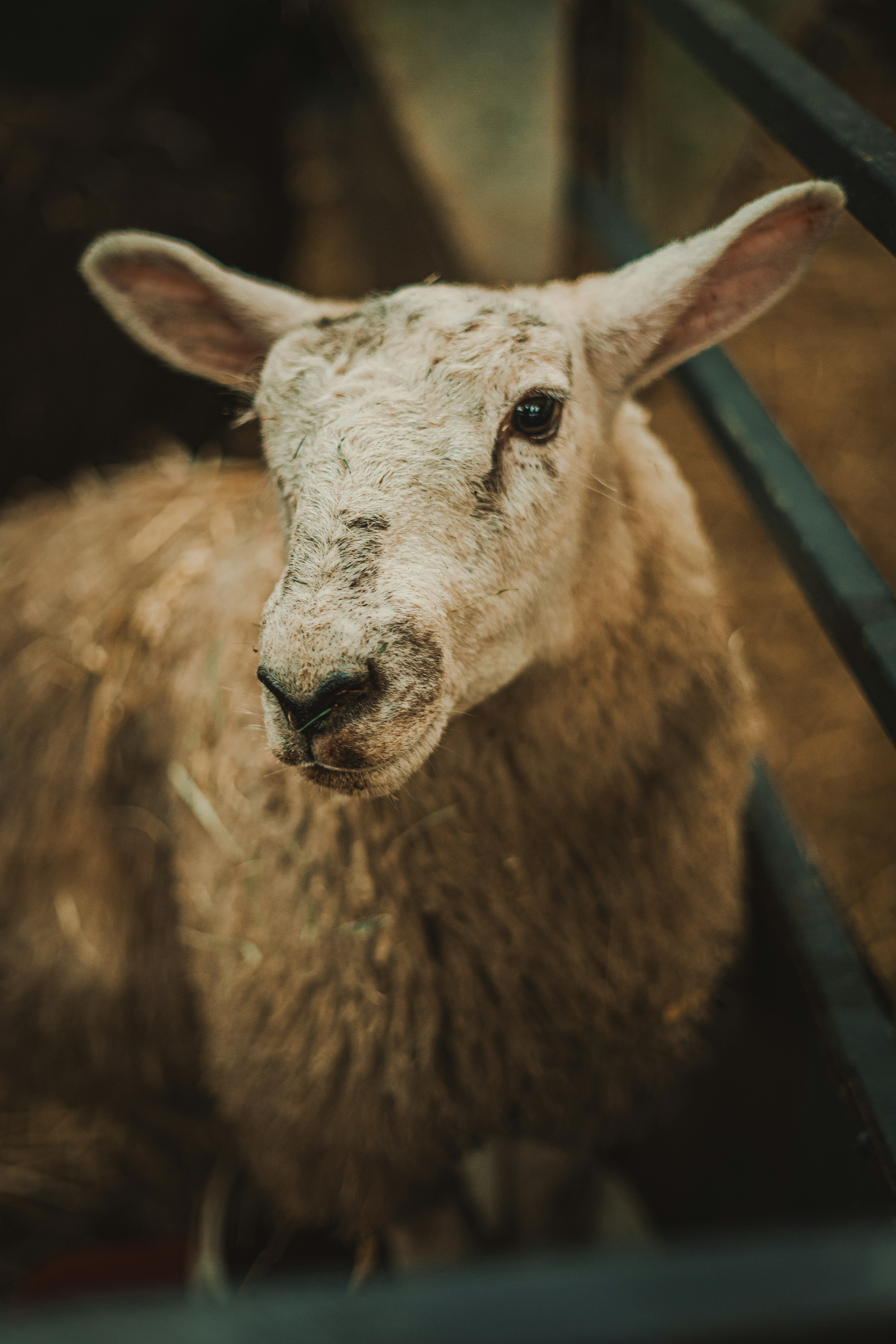 Close-up of a sheep with a textured fleece, captured in a rustic barn setting. The animal's expressive eyes convey a sense of calm and curiosity.