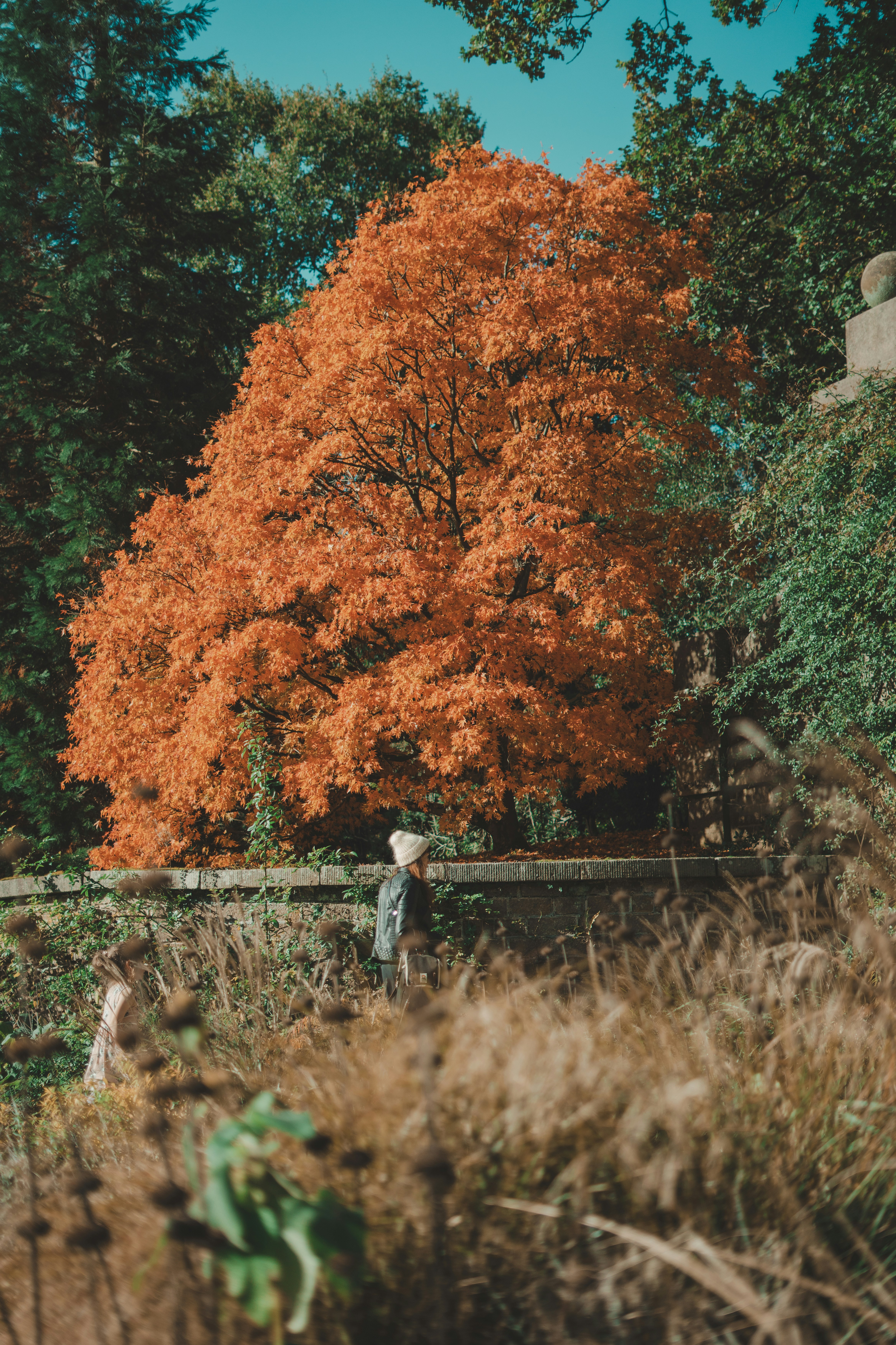 Fiery Maple Overlook: A Quiet Park Moment Under an Autumn Sky
