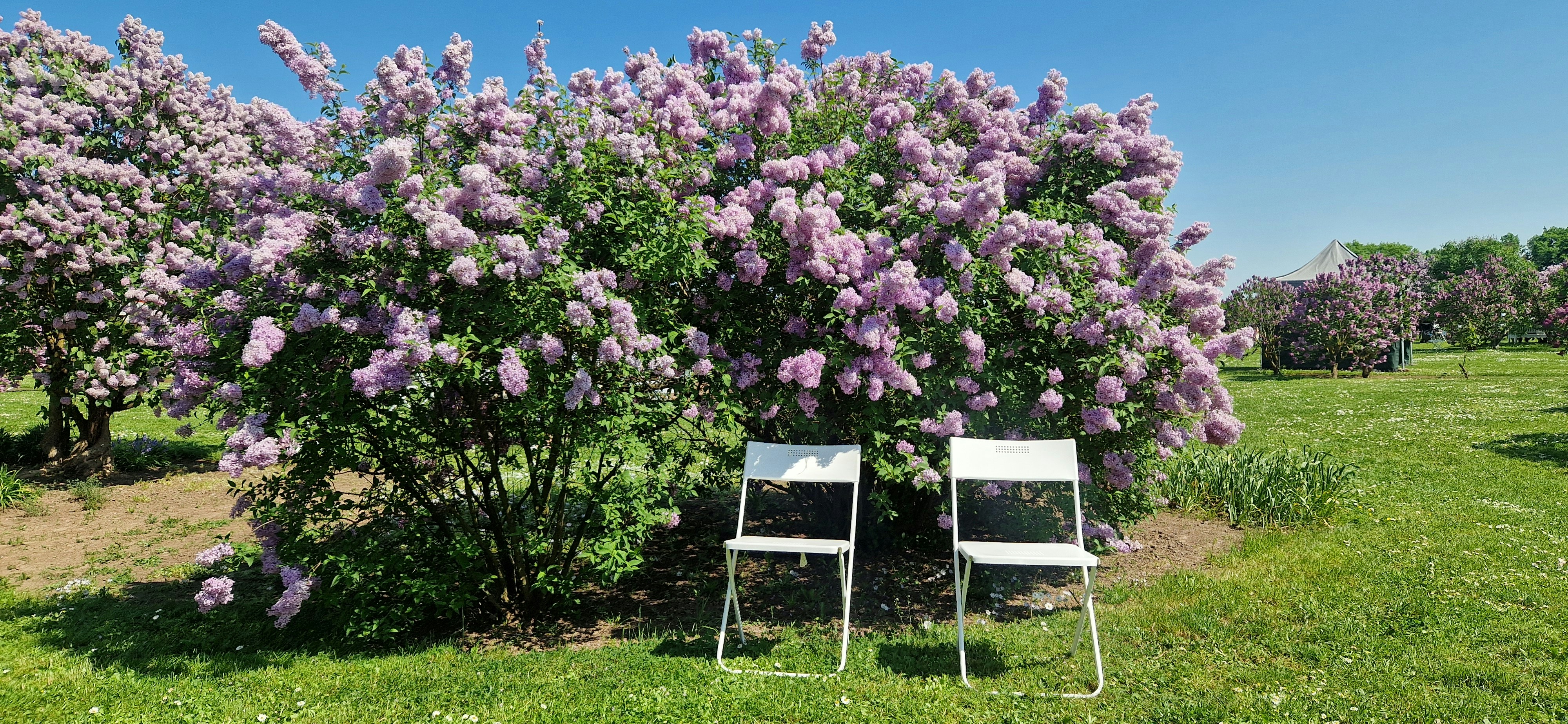 Under the Lilac Canopy: Two White Chairs in a Sunlit Park