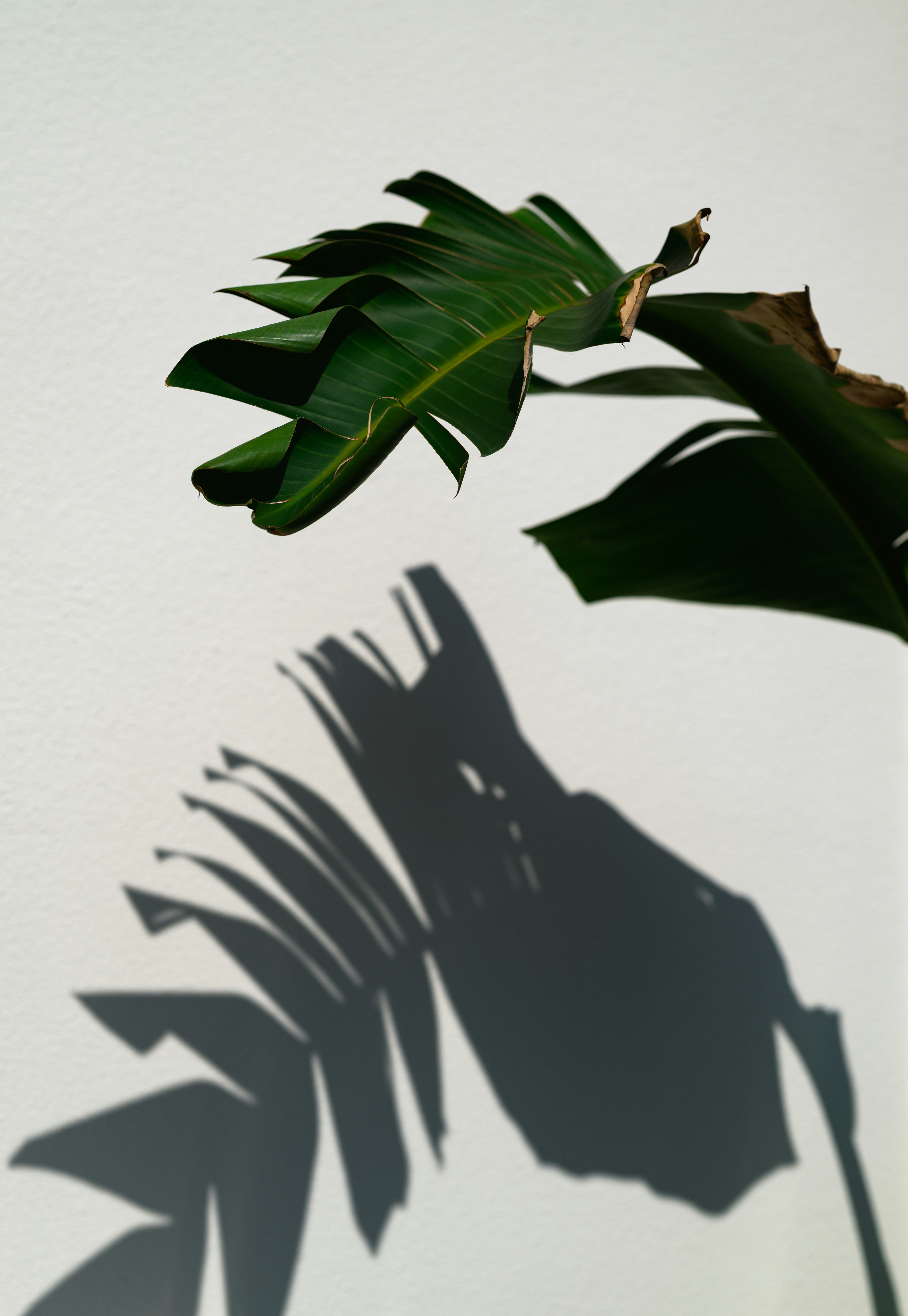 White Wall Shadow Pictures | Download Free Images on Unsplash