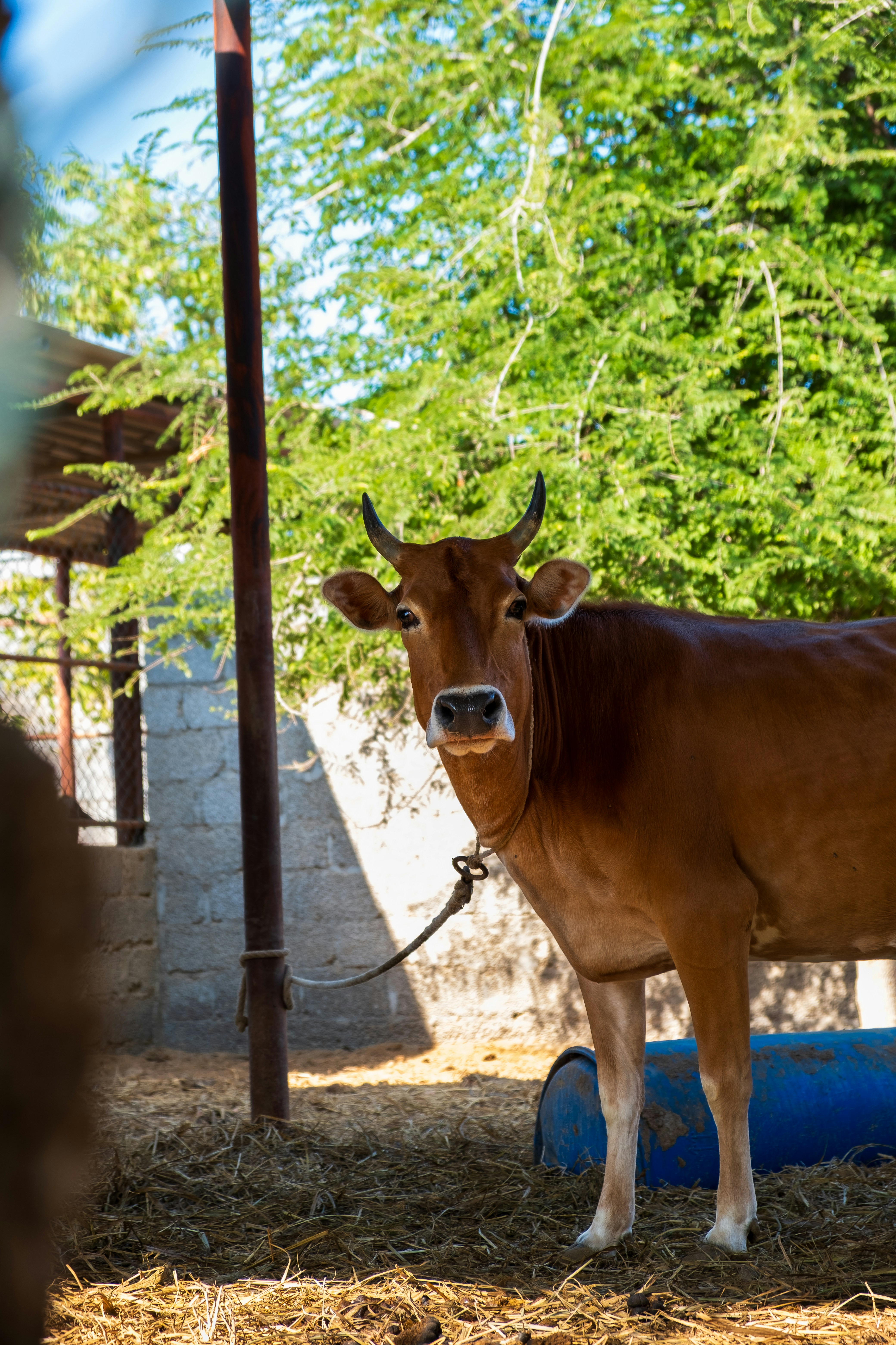 Barnyard Stare: a tethered brown cow under a sunlit canopy