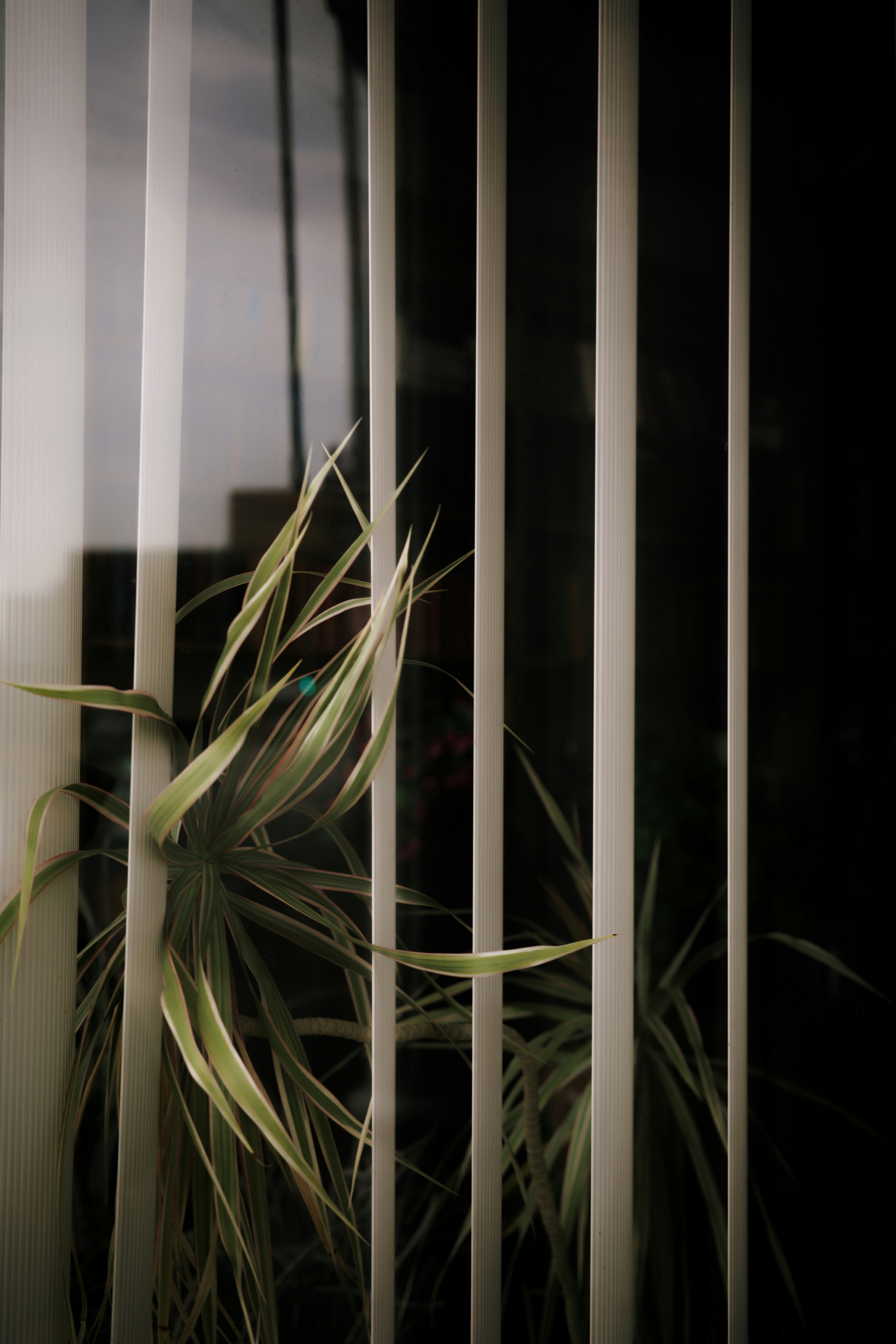 Through the Slats: A Spider Plant Reaches into Quiet Light
