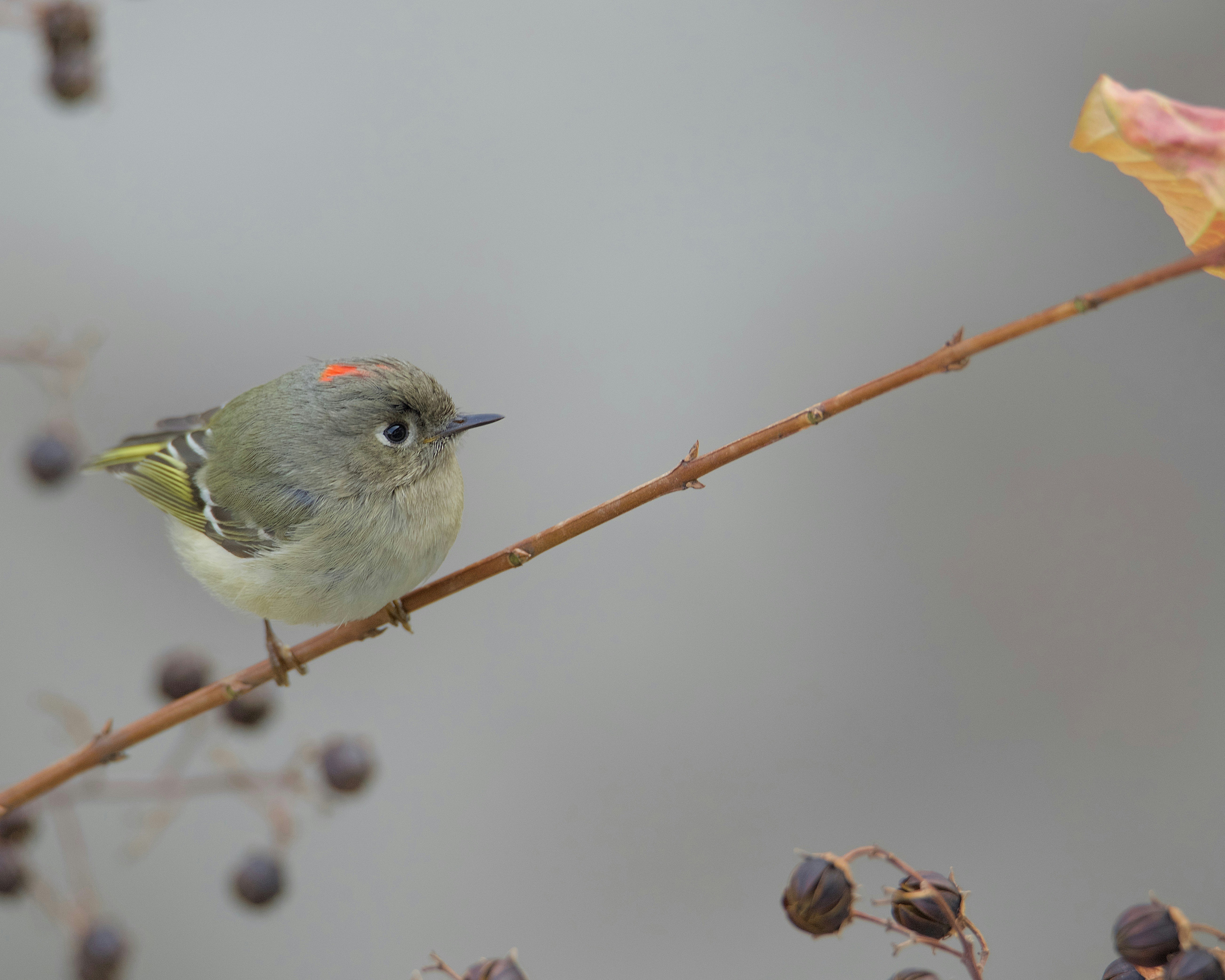 Crimson-crowned Perch on a Thorny Branch Amid Winter Berries