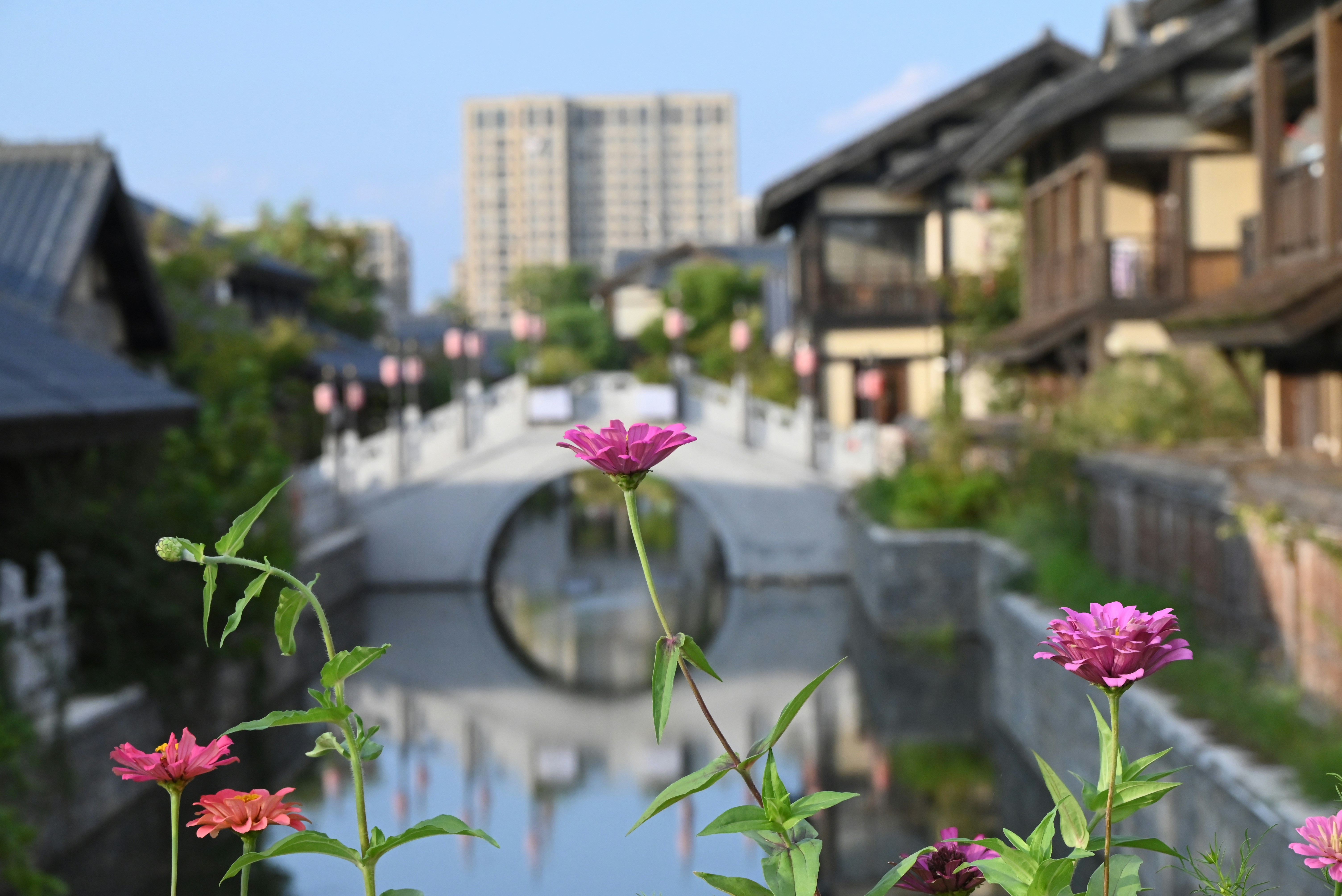Harmony of Blossoms and Urban Reflections