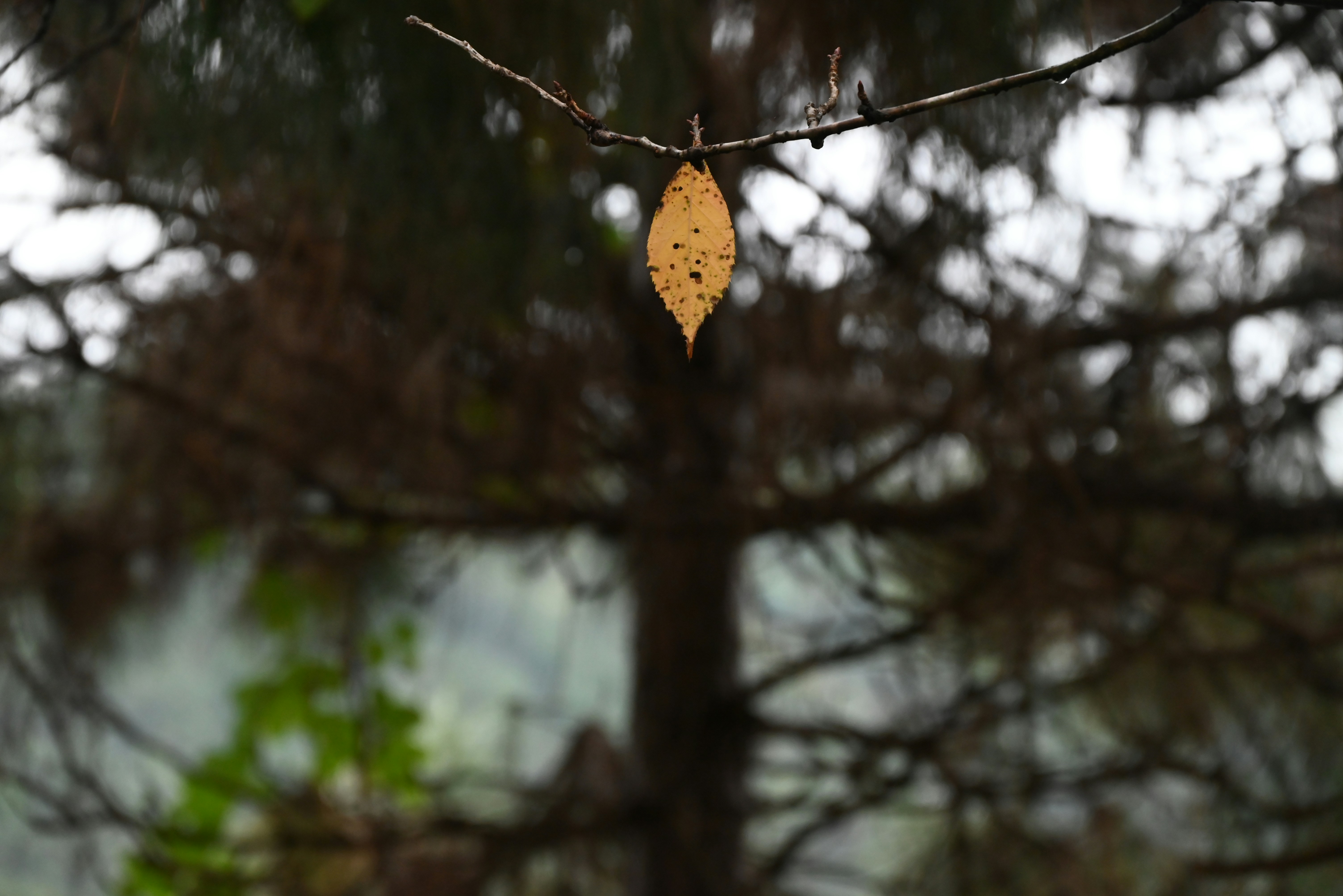 Single yellow leaf suspended on a thin branch against a blurred forest background.