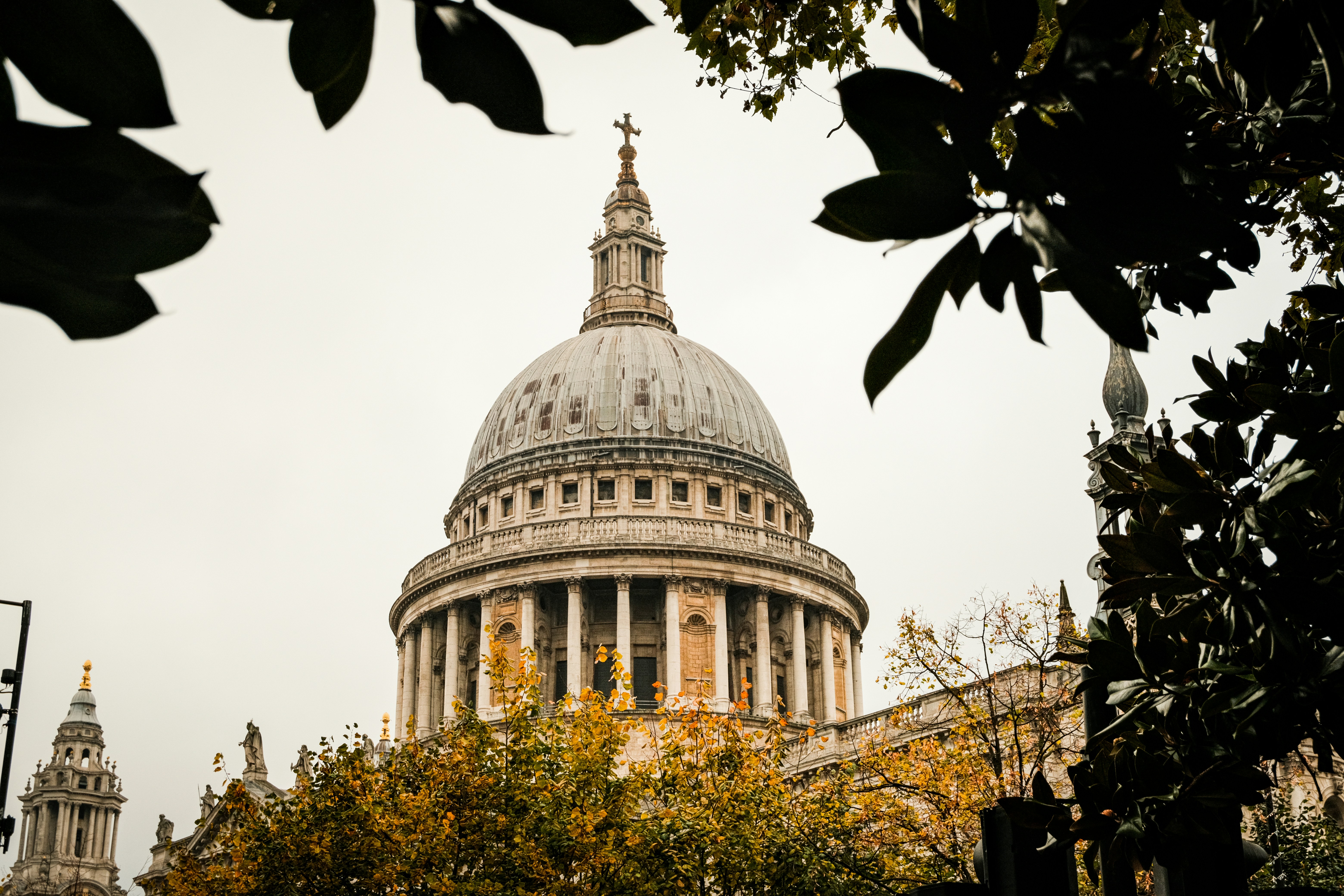 A Glimpse Through the Canopy: St. Paul's Majesty