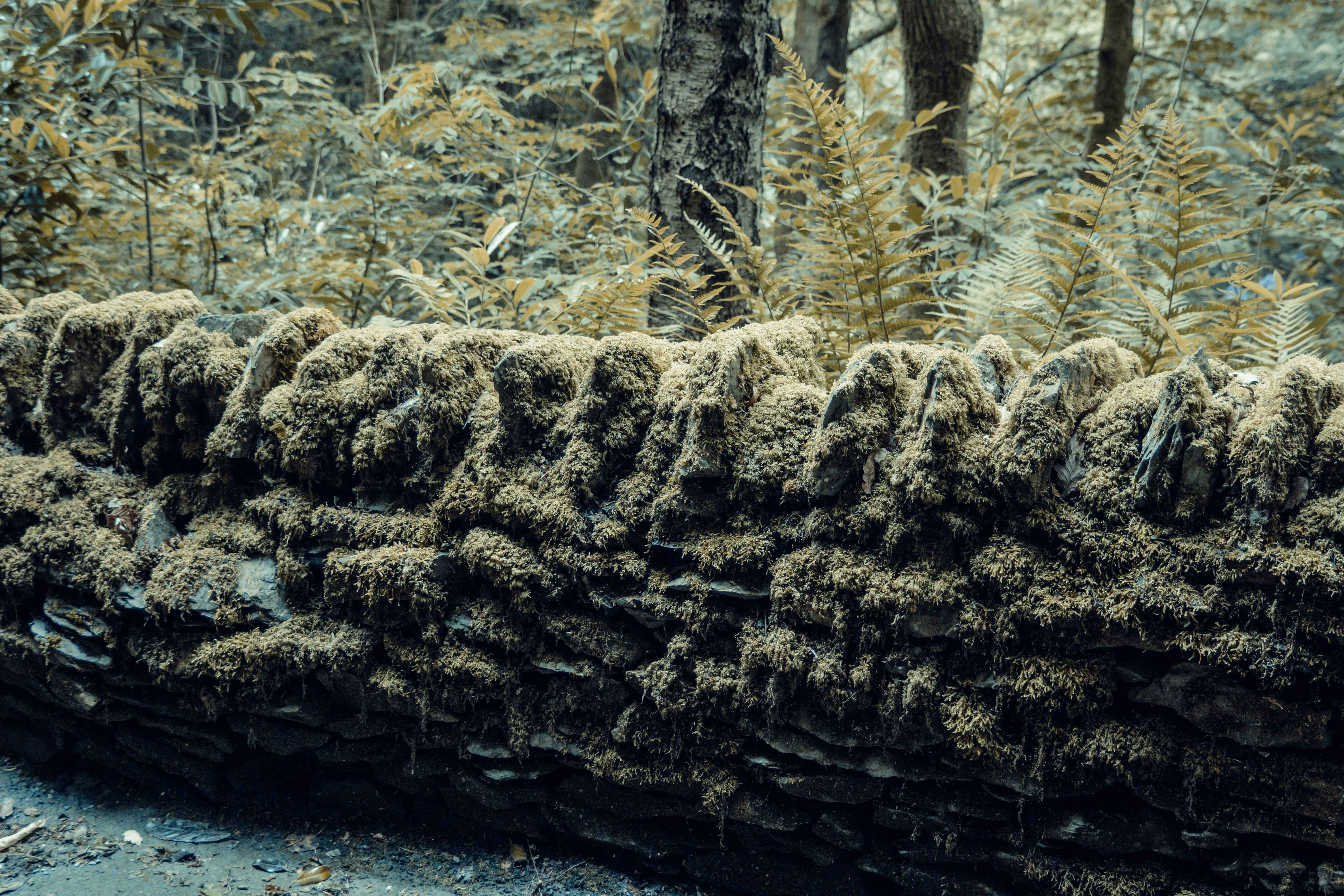 Fern-Framed Moss-Cloaked Wall in a Quiet Forest