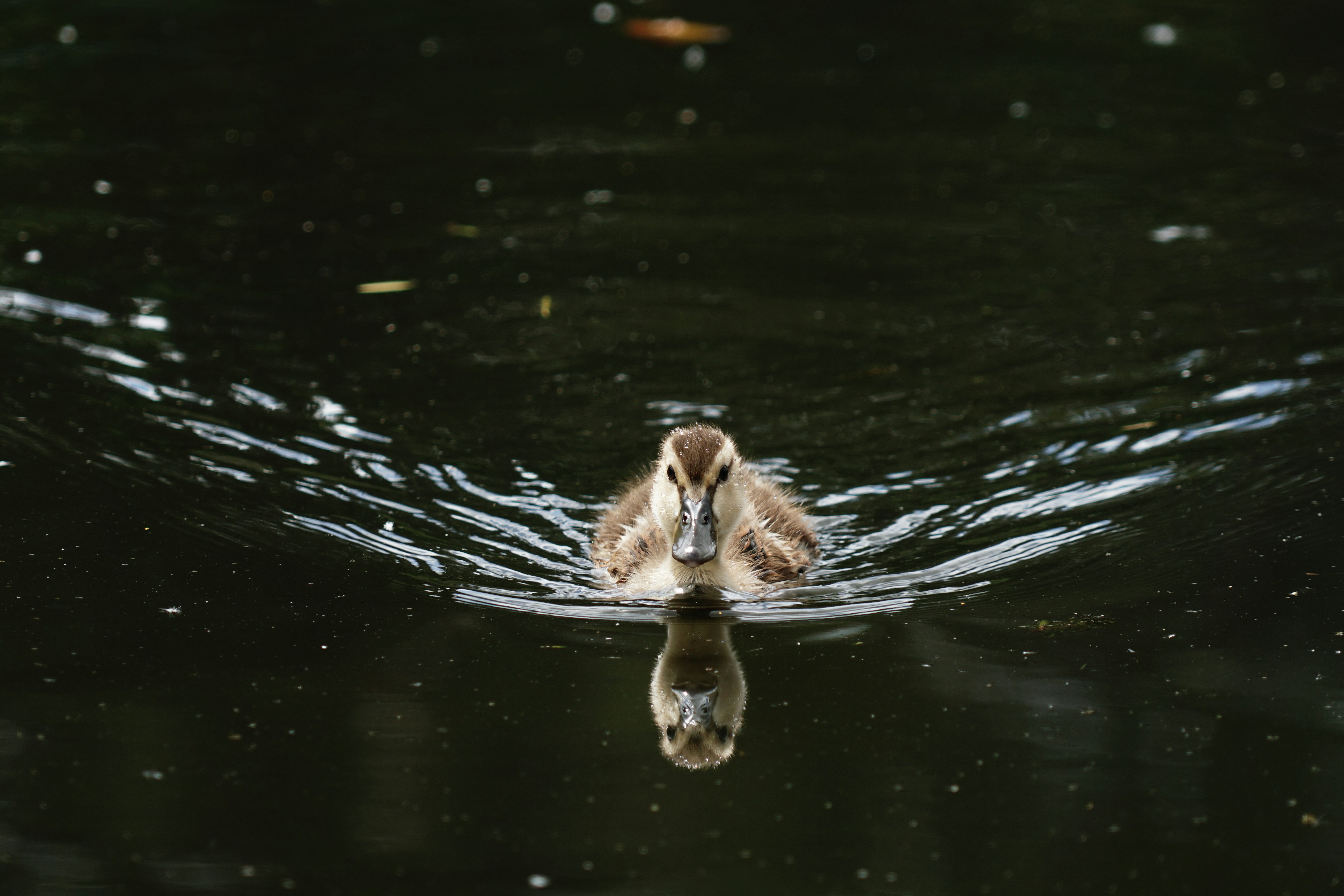 Glide and Echo: A Fluffy Duckling on Dark Water