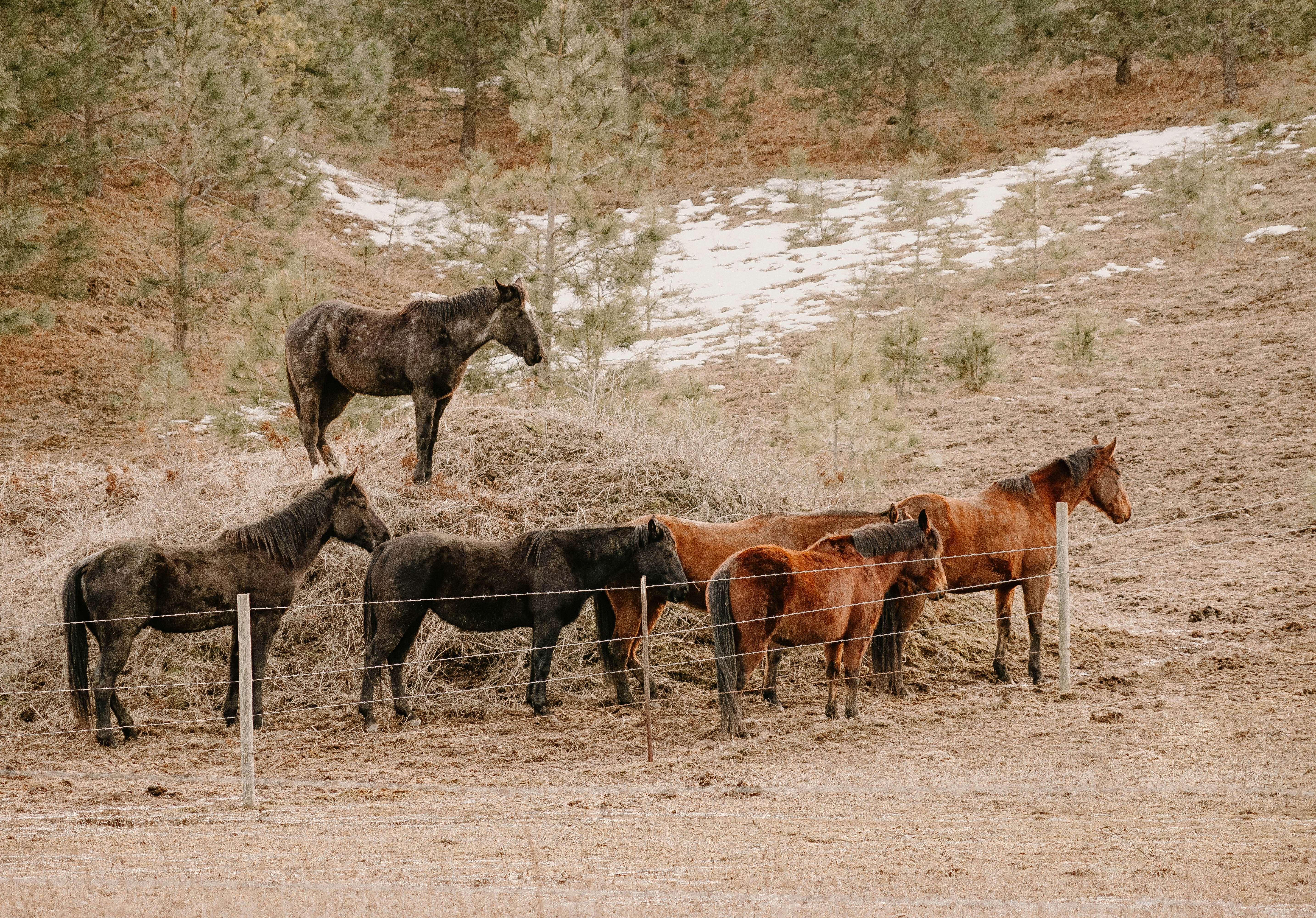 A group of horses stands near a fence in a tranquil pasture, with one horse prominently perched on a mound. The scene captures the serene essence of rural life.