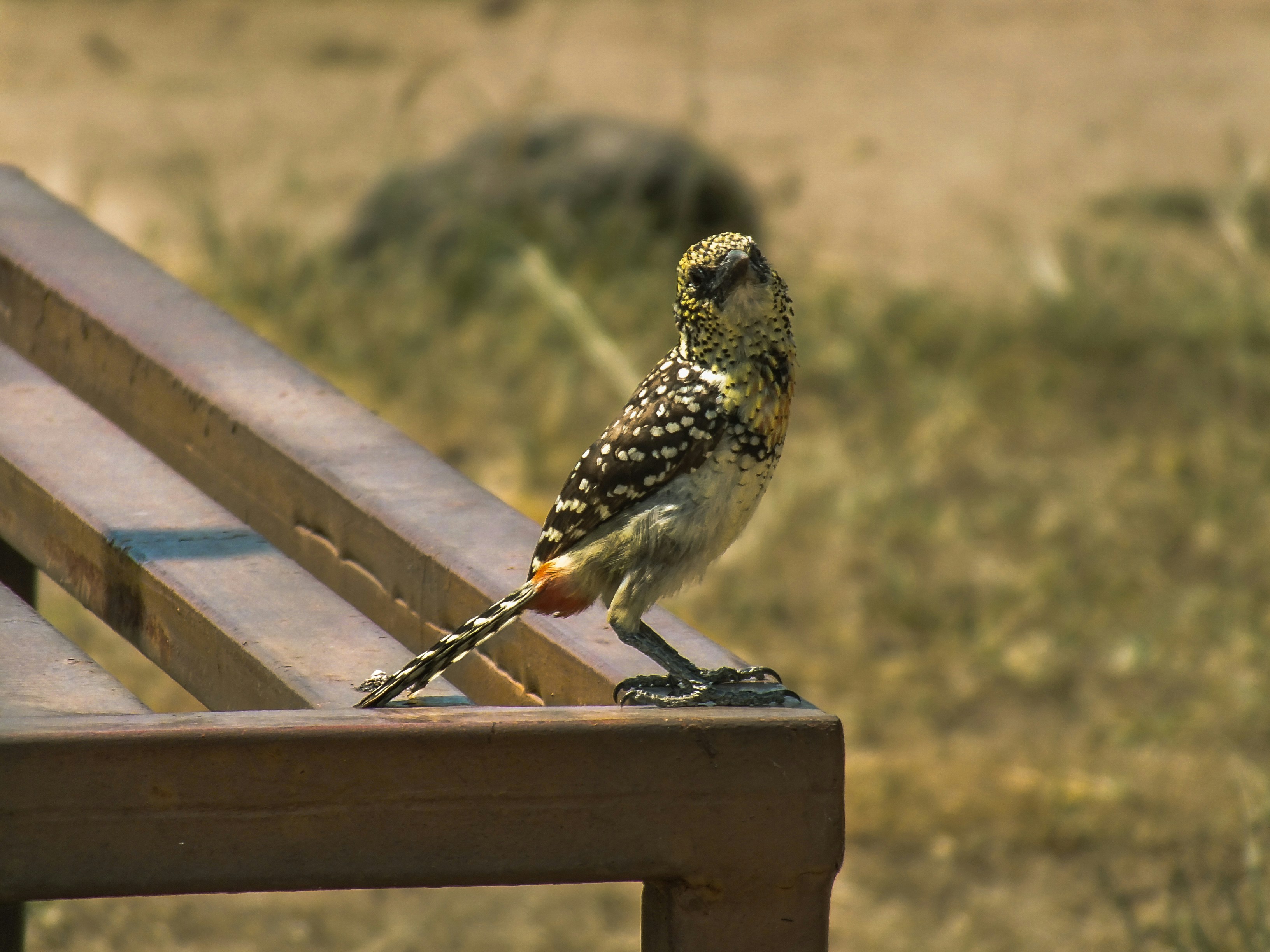 Speckled bird perched on a weathered wooden railing in a dry field. This photograph captures a quiet, natural moment.