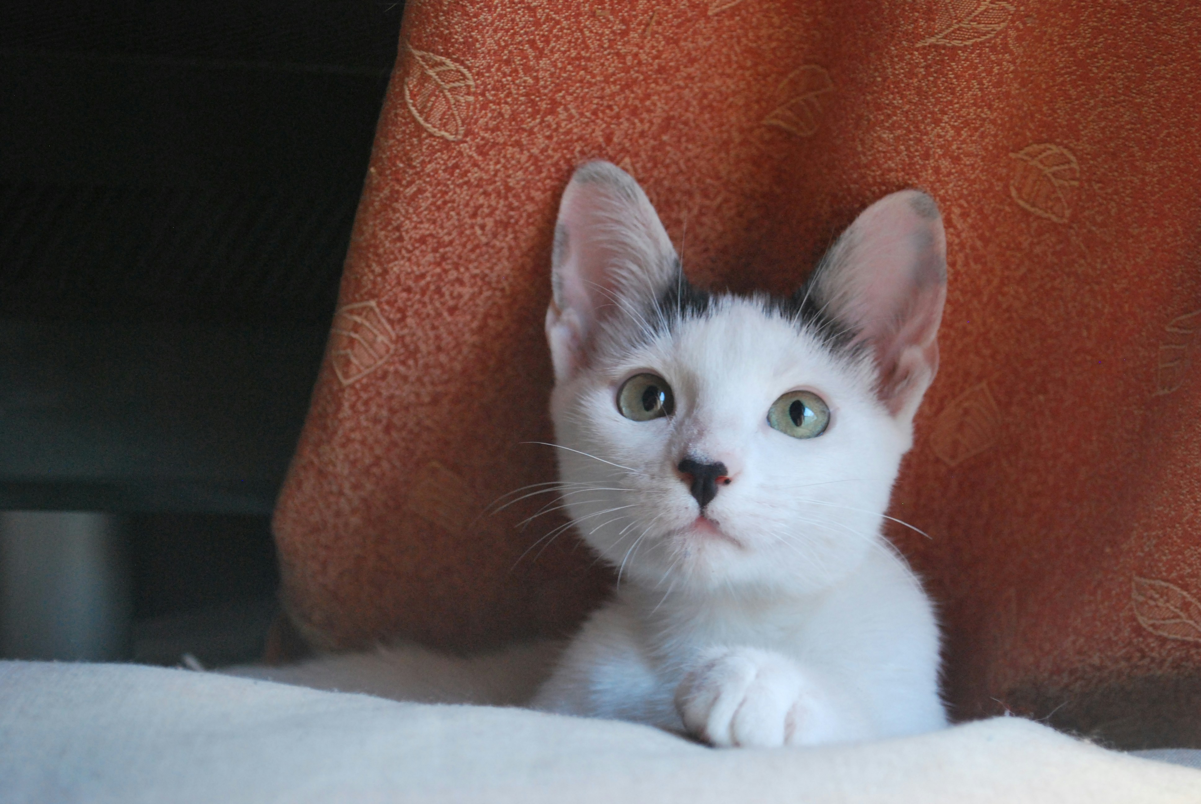 El modelo de la fotografía se llama Gohan pero le decíamos Tito ya que es un gato sordo.