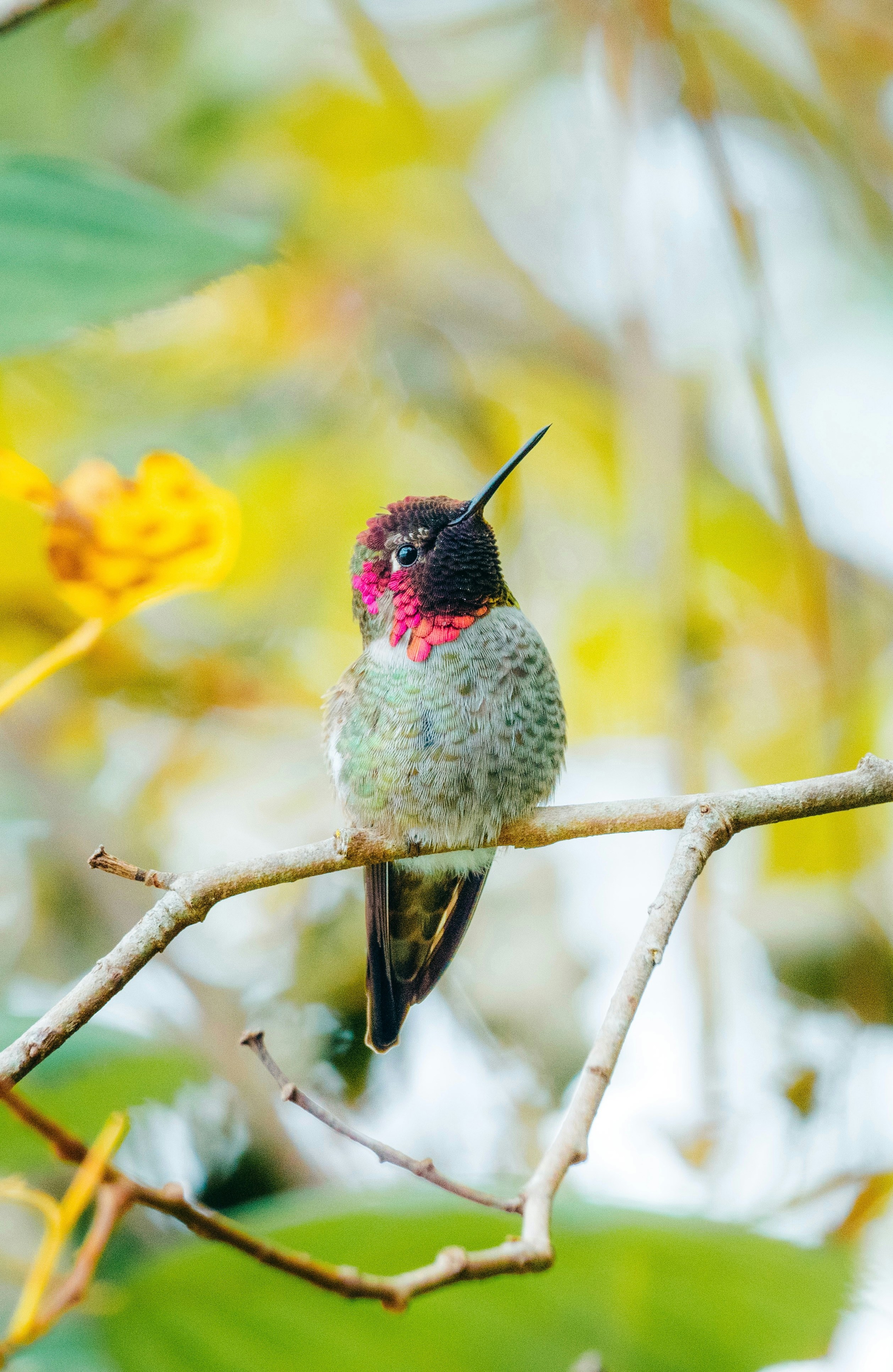 Ruby-throated Perch: Hummingbird in Sunlit Bokeh