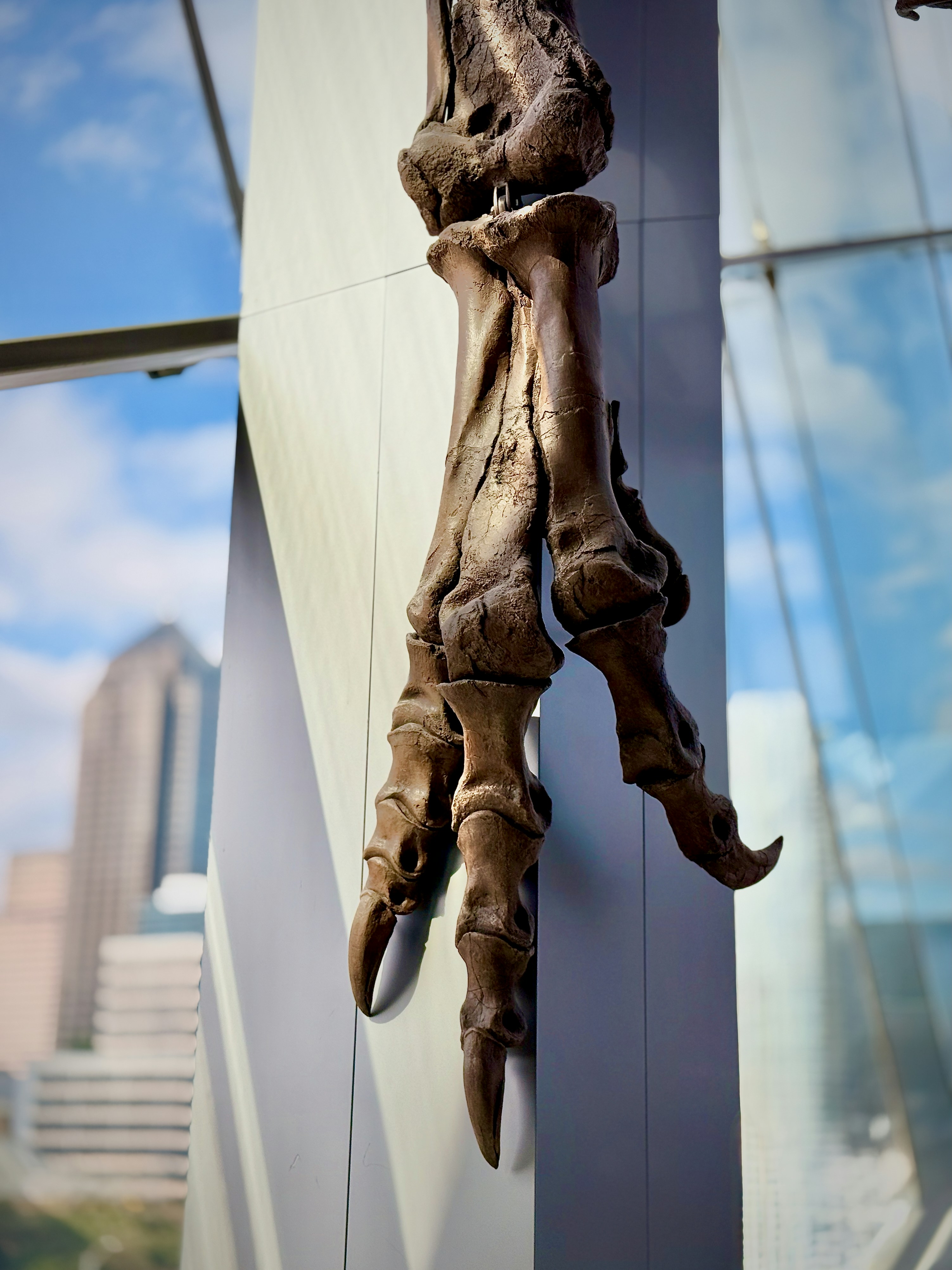 Fossilized dinosaur claw suspended against a modern architectural backdrop, showcasing the contrast between ancient life and contemporary design.