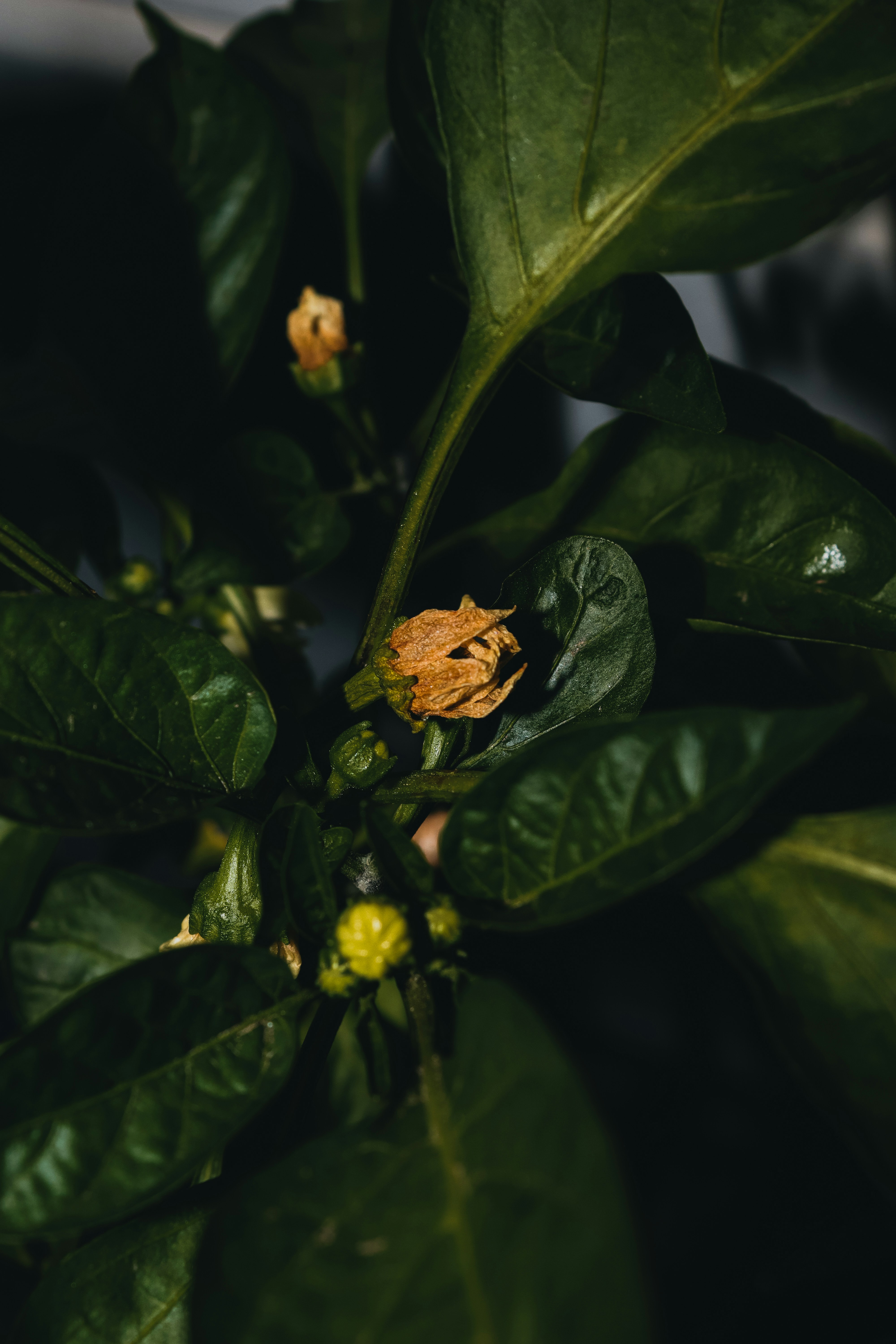 Withered Bloom amid Dark Green Leaves
