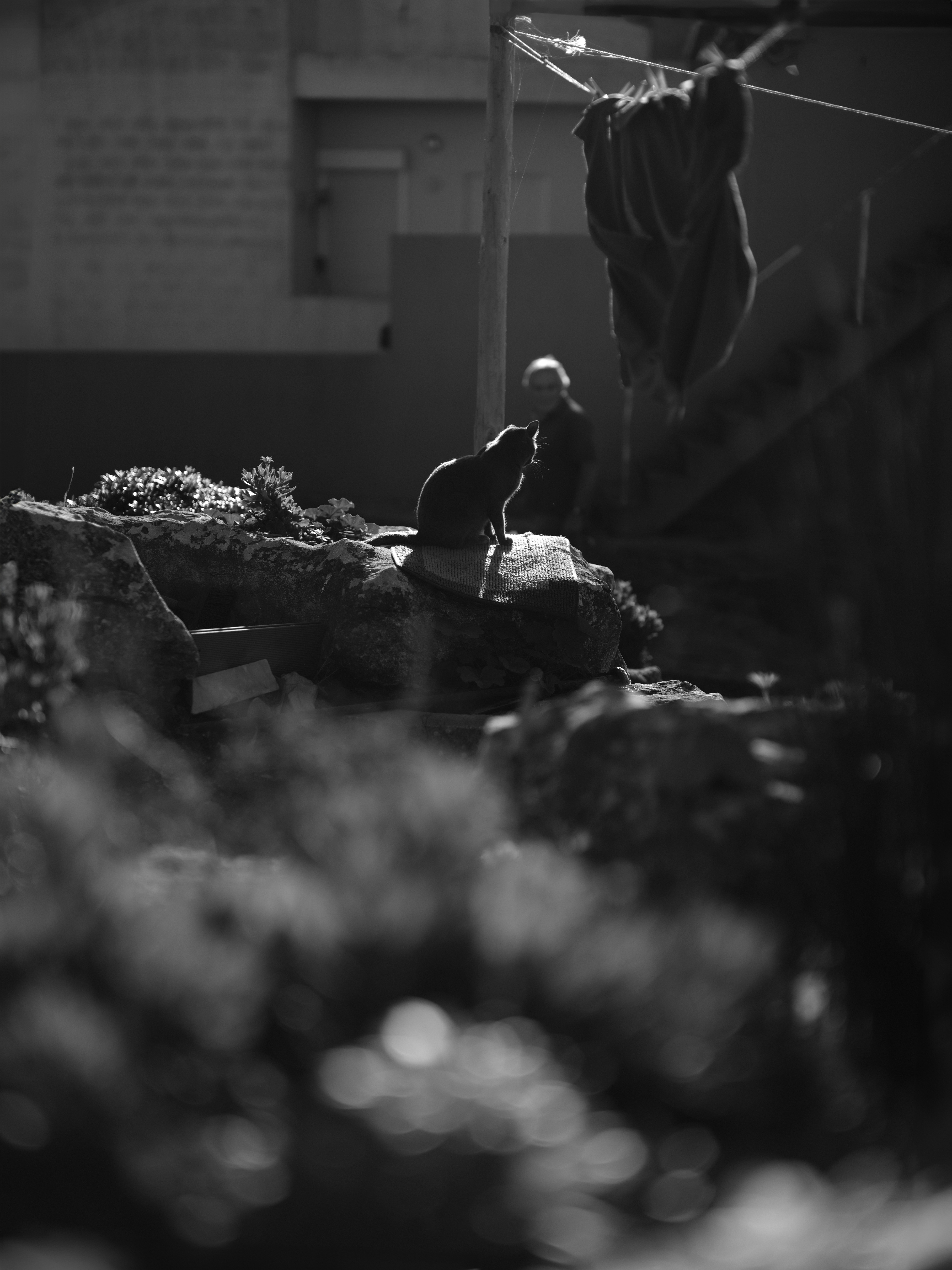 Cat on a Crumbling Ledge, Quiet Sentinel in Monochrome