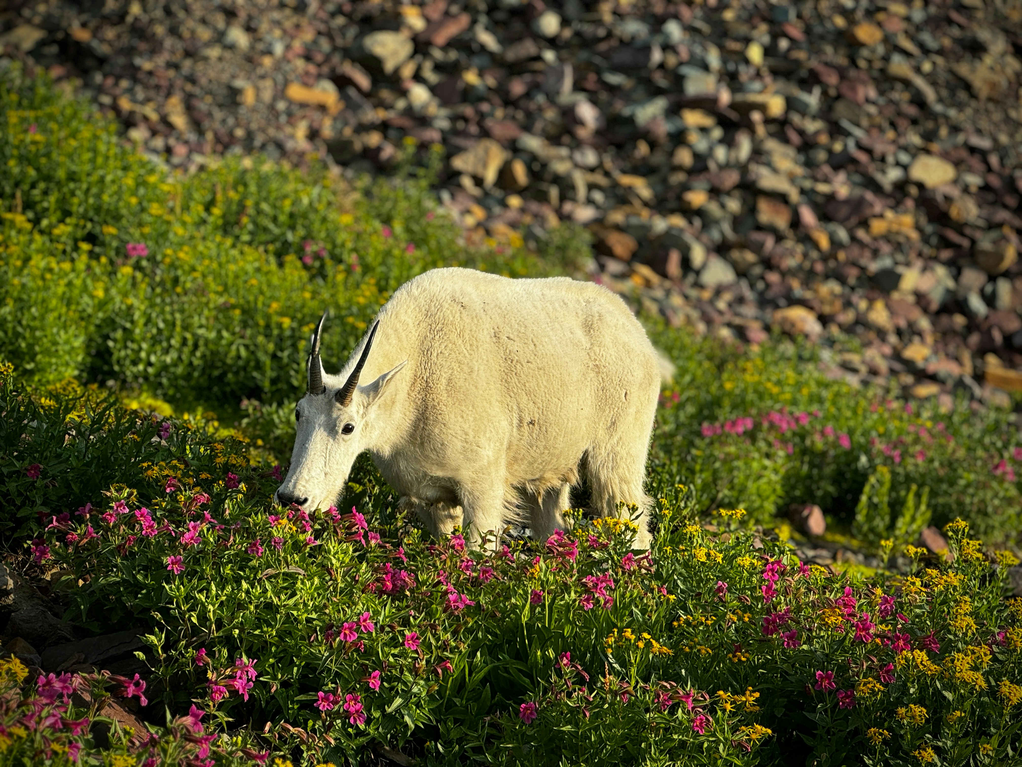 Ibex Among a Mosaic of Alpine Blooms