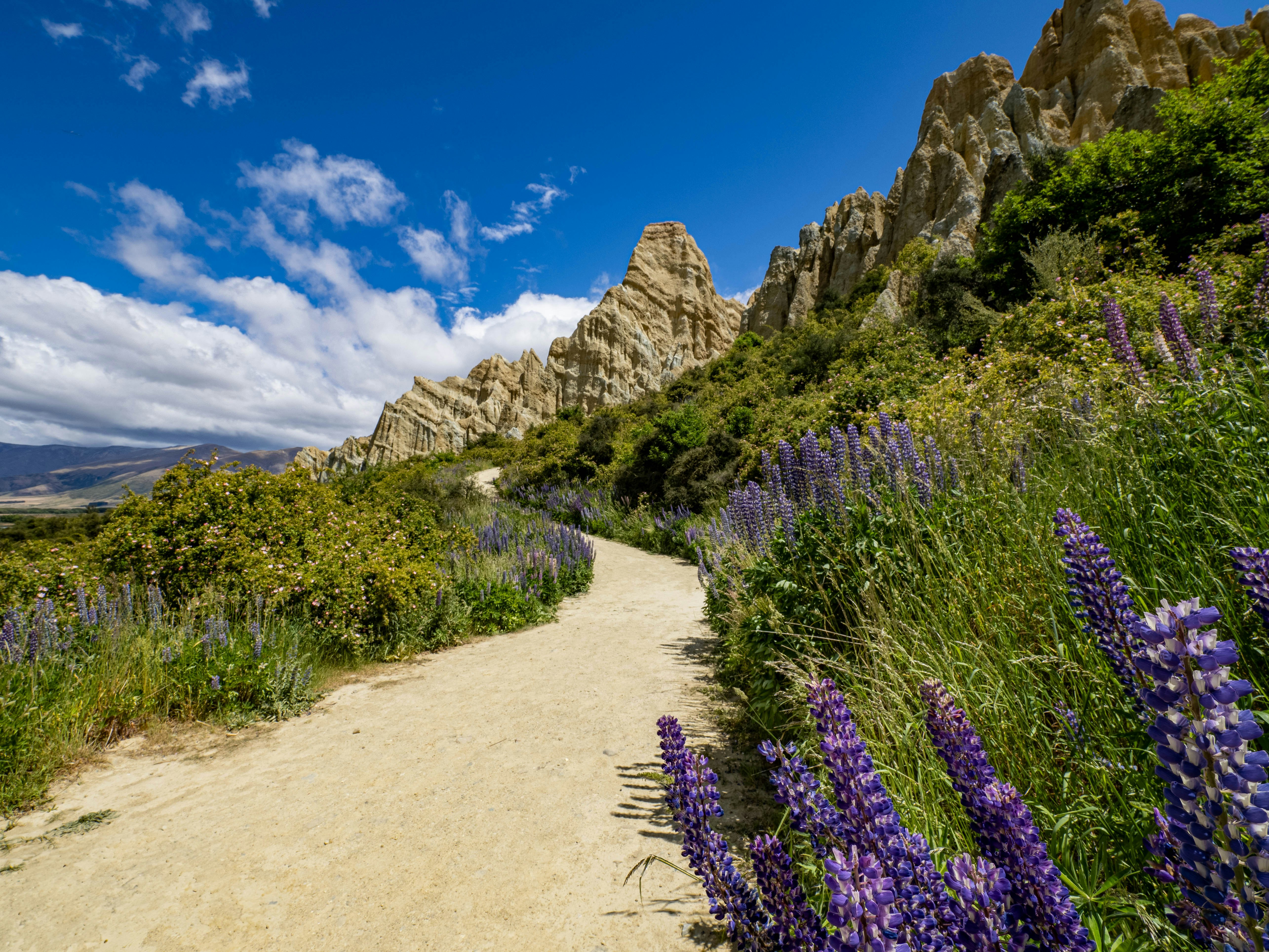 Trail to Echo Ridge: Lavender in Bloom Before the Limestone Spires