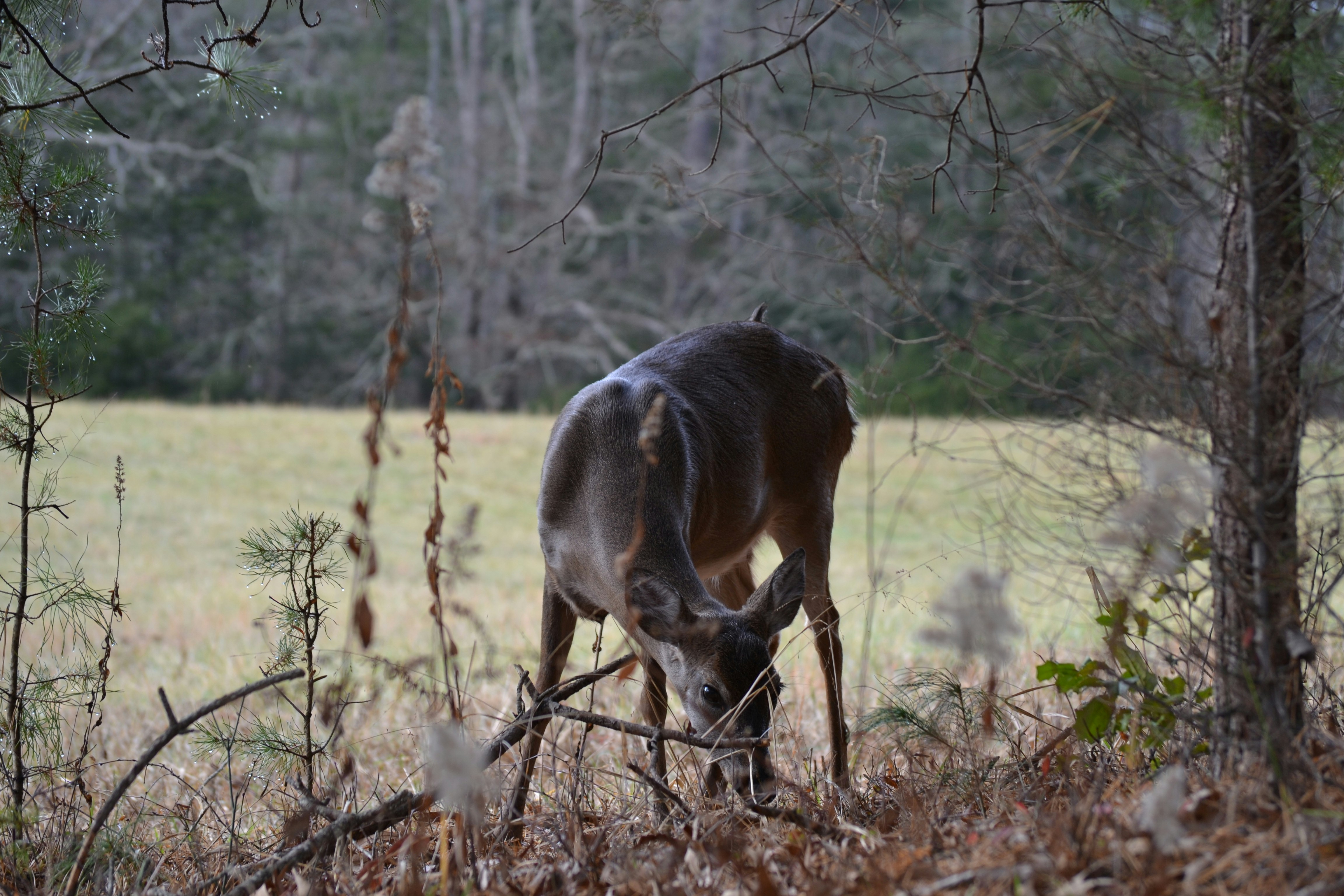Forest Edge Forager: a deer forages through leaf litter