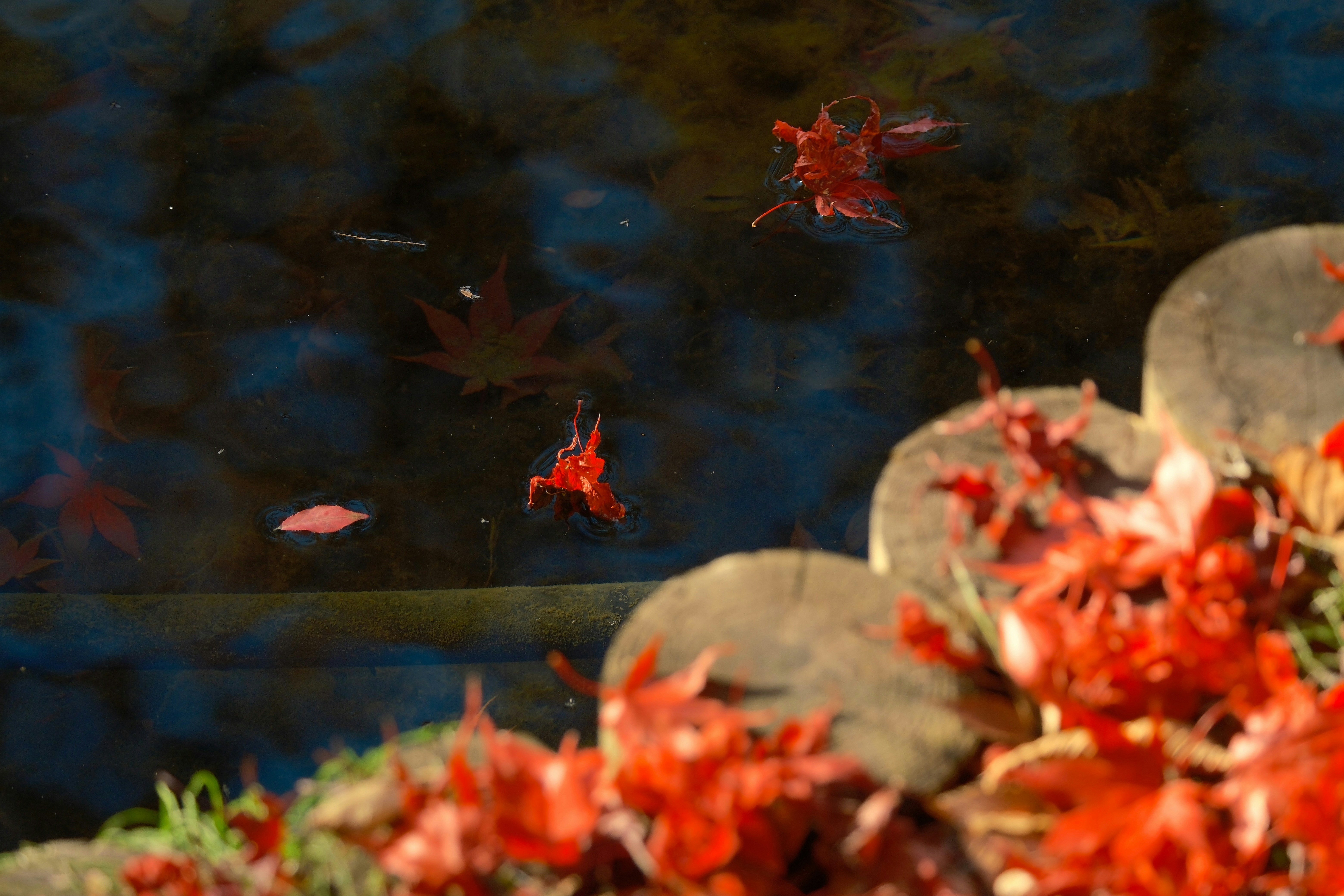 Autumn Reflections: Red Leaves Drift Across a Quiet Pond