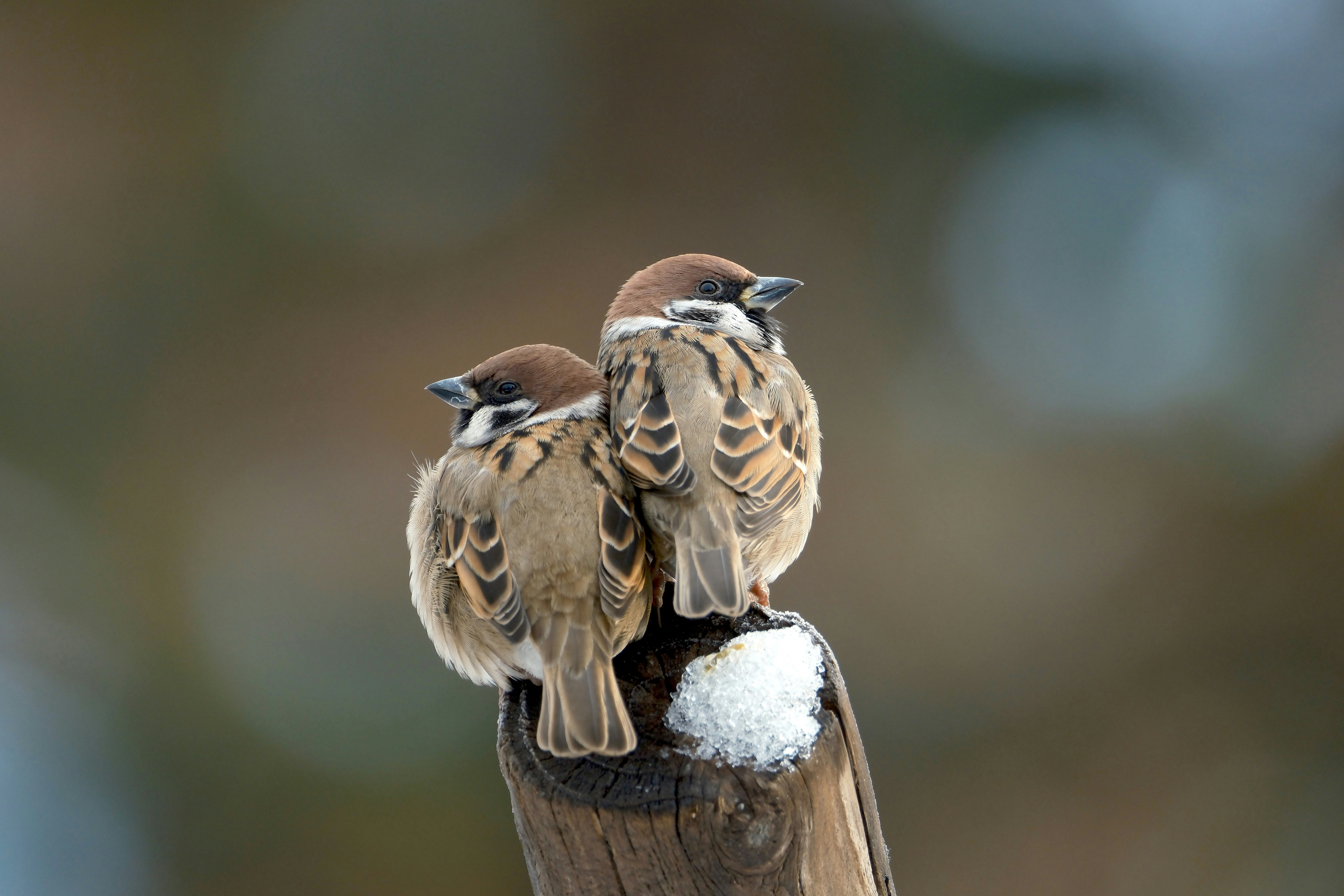 Photo by Seiya Maeda with Fujifilm X-H2S