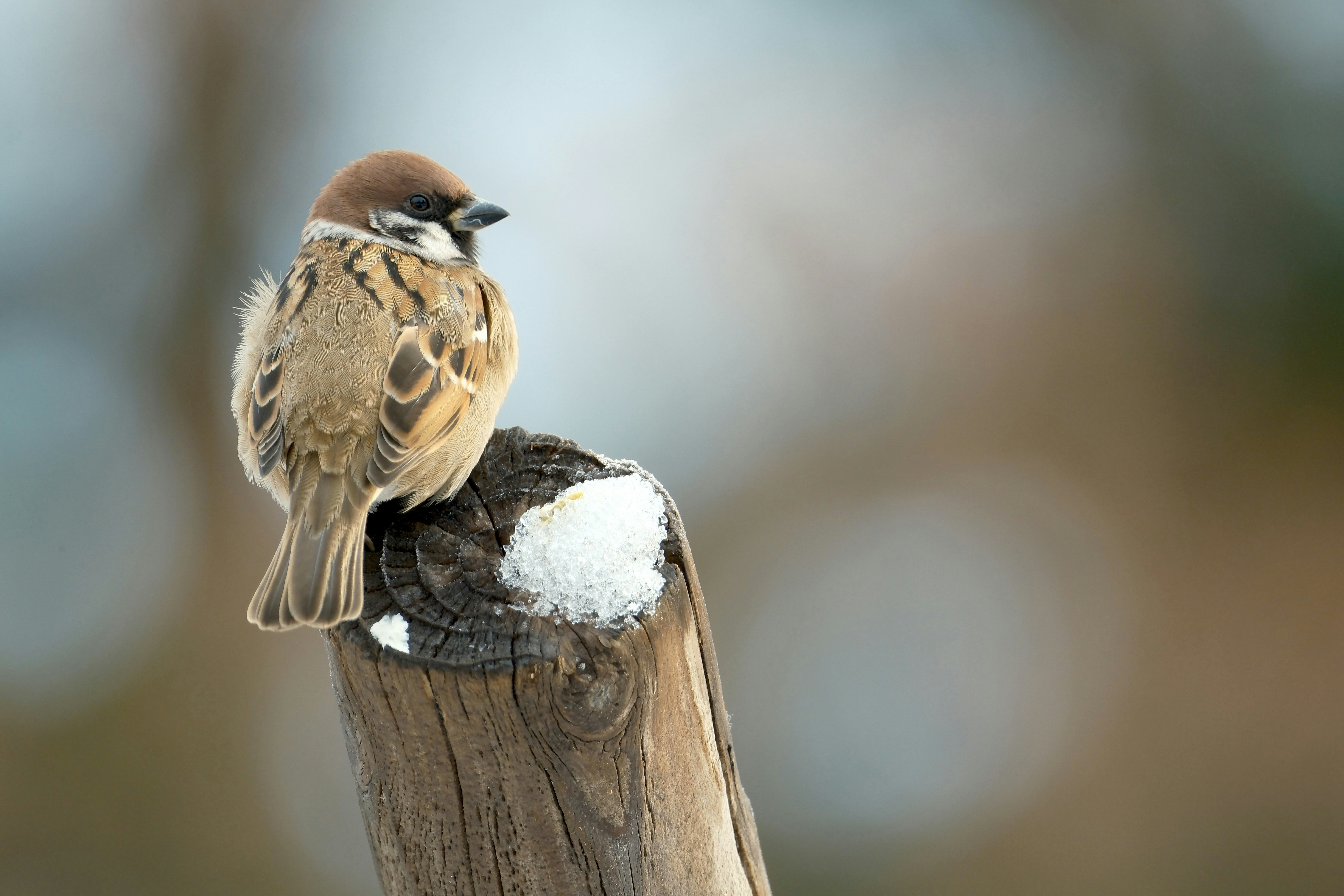 Winter Patrol: A Sparrow on a Snow-Dusted Post