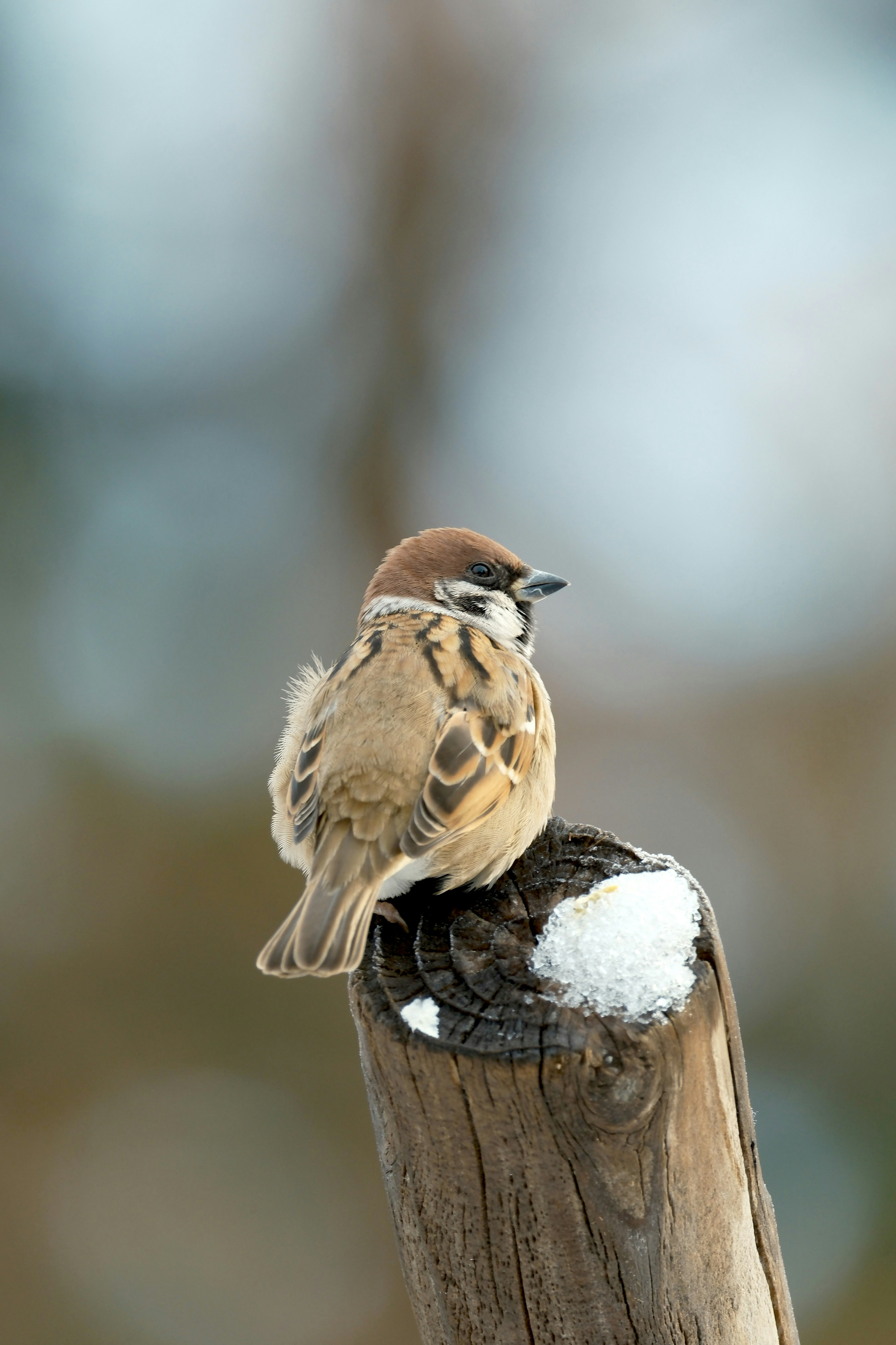 A bird sitting on top of a wooden post
