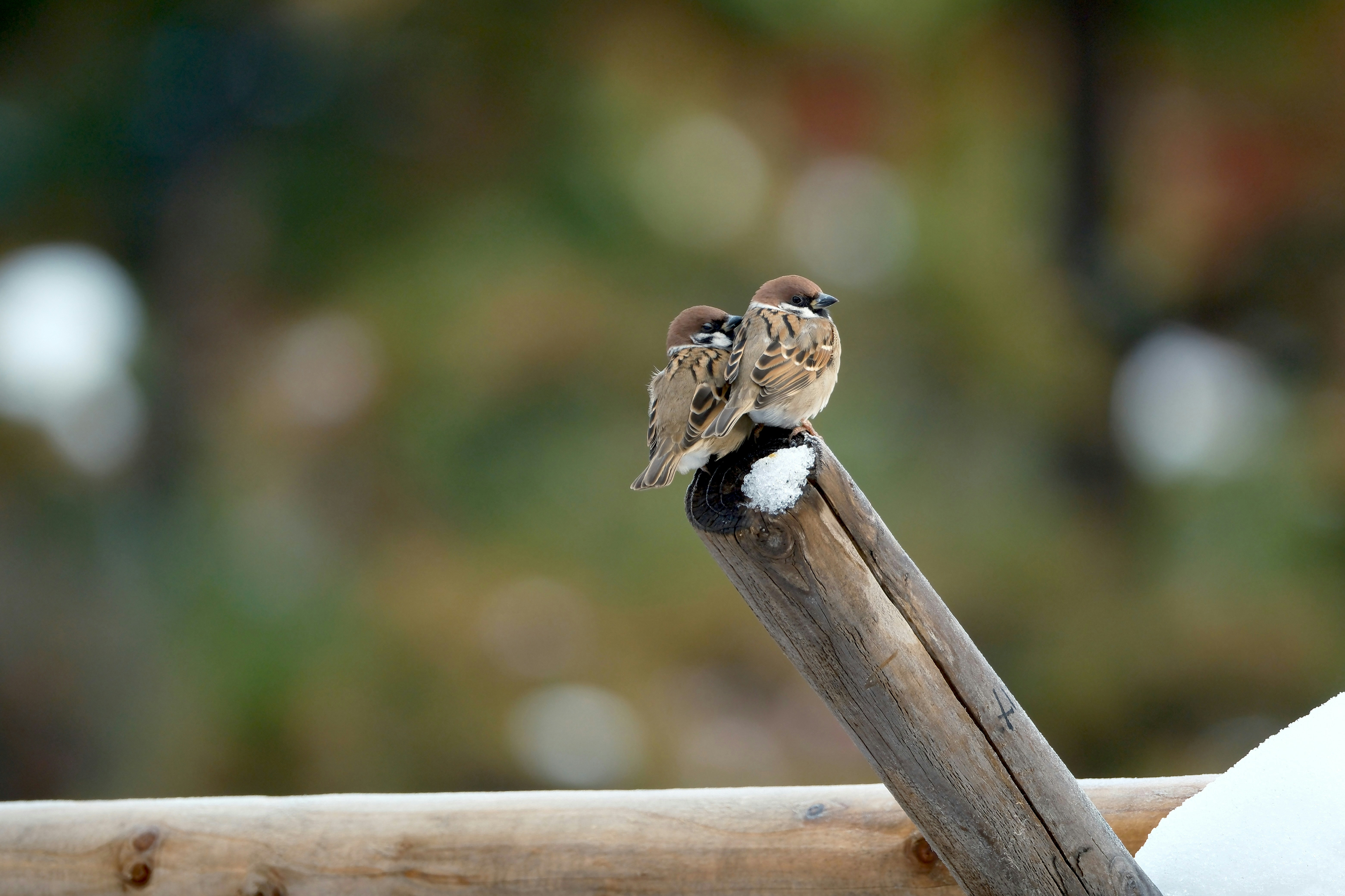 Tiny Warbler on Weathered Wood: a Quiet Moment with Velvet Bokeh